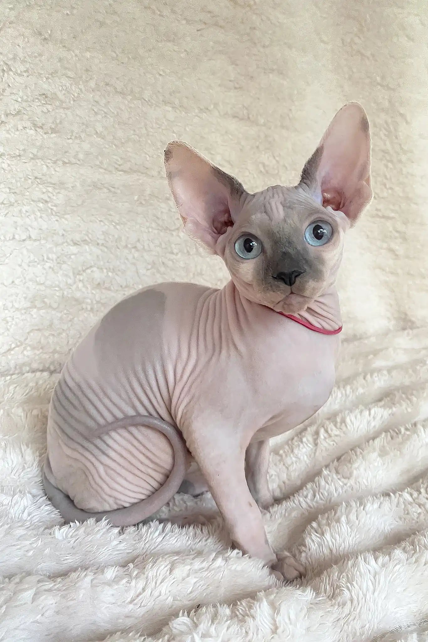Meet Loki Canadian Sphynx Kitten