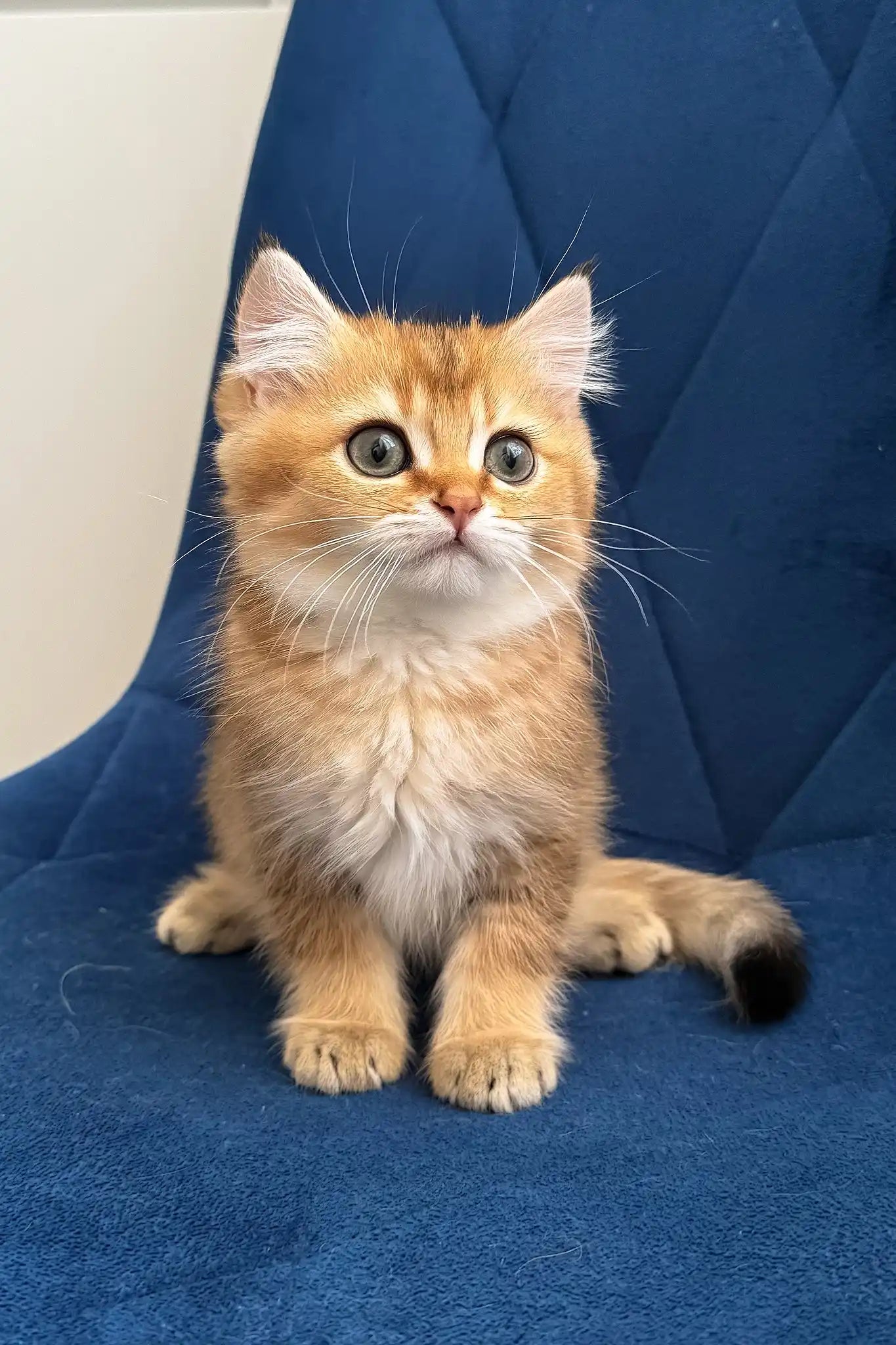 Louis British Shorthair Kitten with Green Eyes
