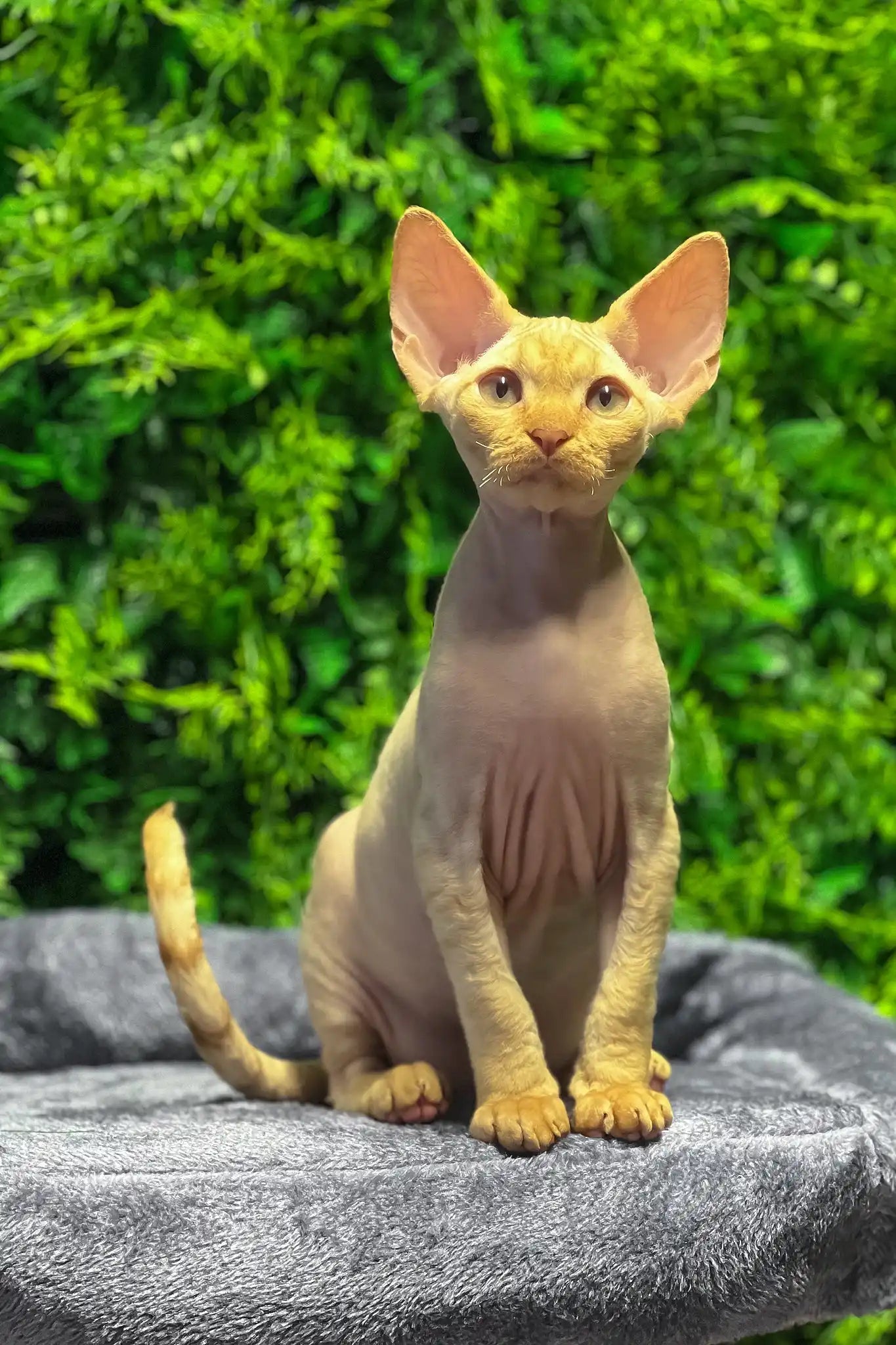 Devon Rex Kitten Mario with Striking Green Eyes