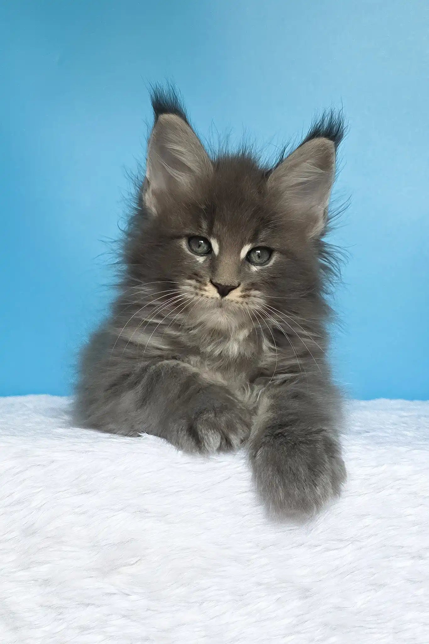 Mark the Maine Coon Kitten with Stunning Yellow Eyes