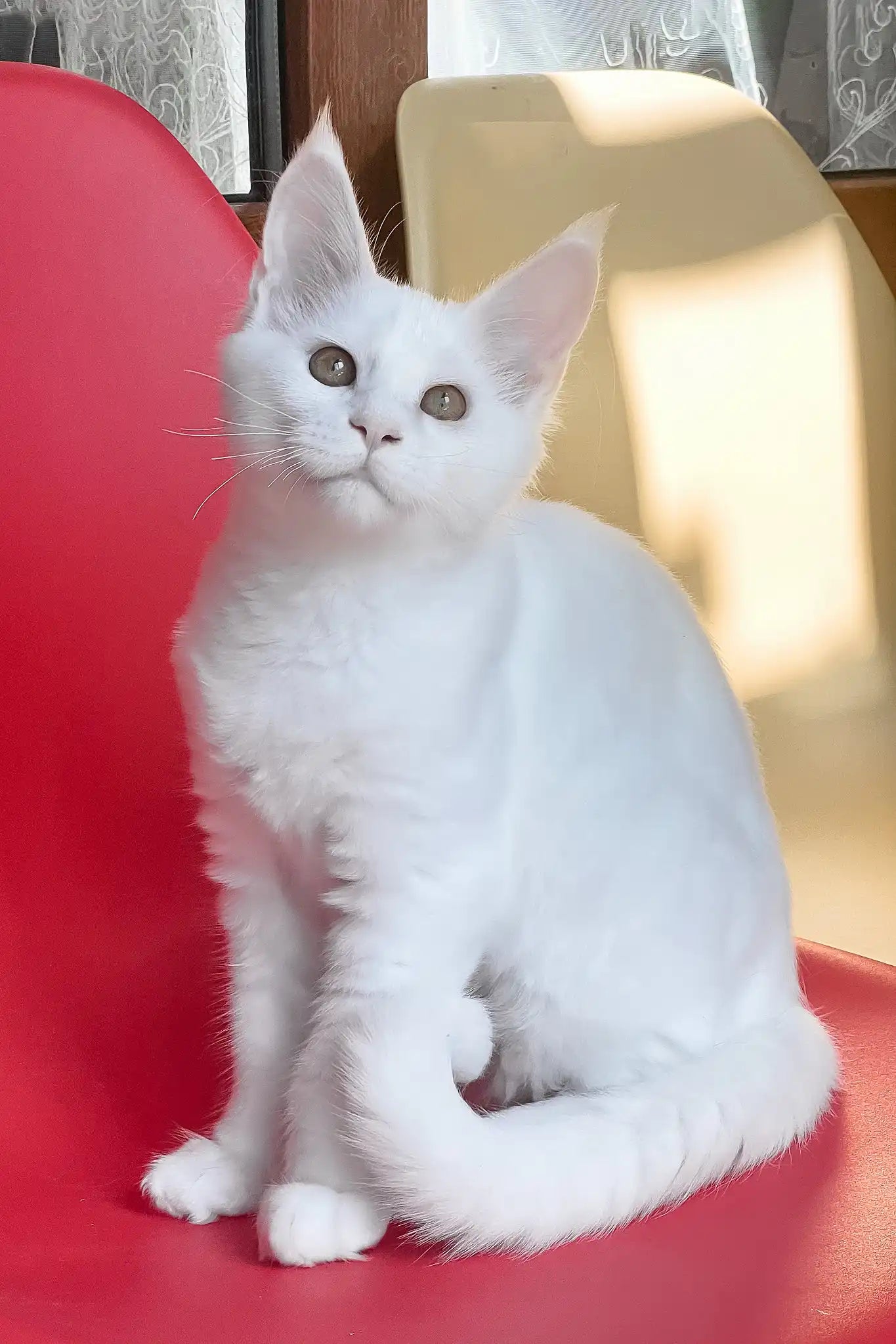 Meet Marsik: A Mesmerizing Maine Coon Kitten