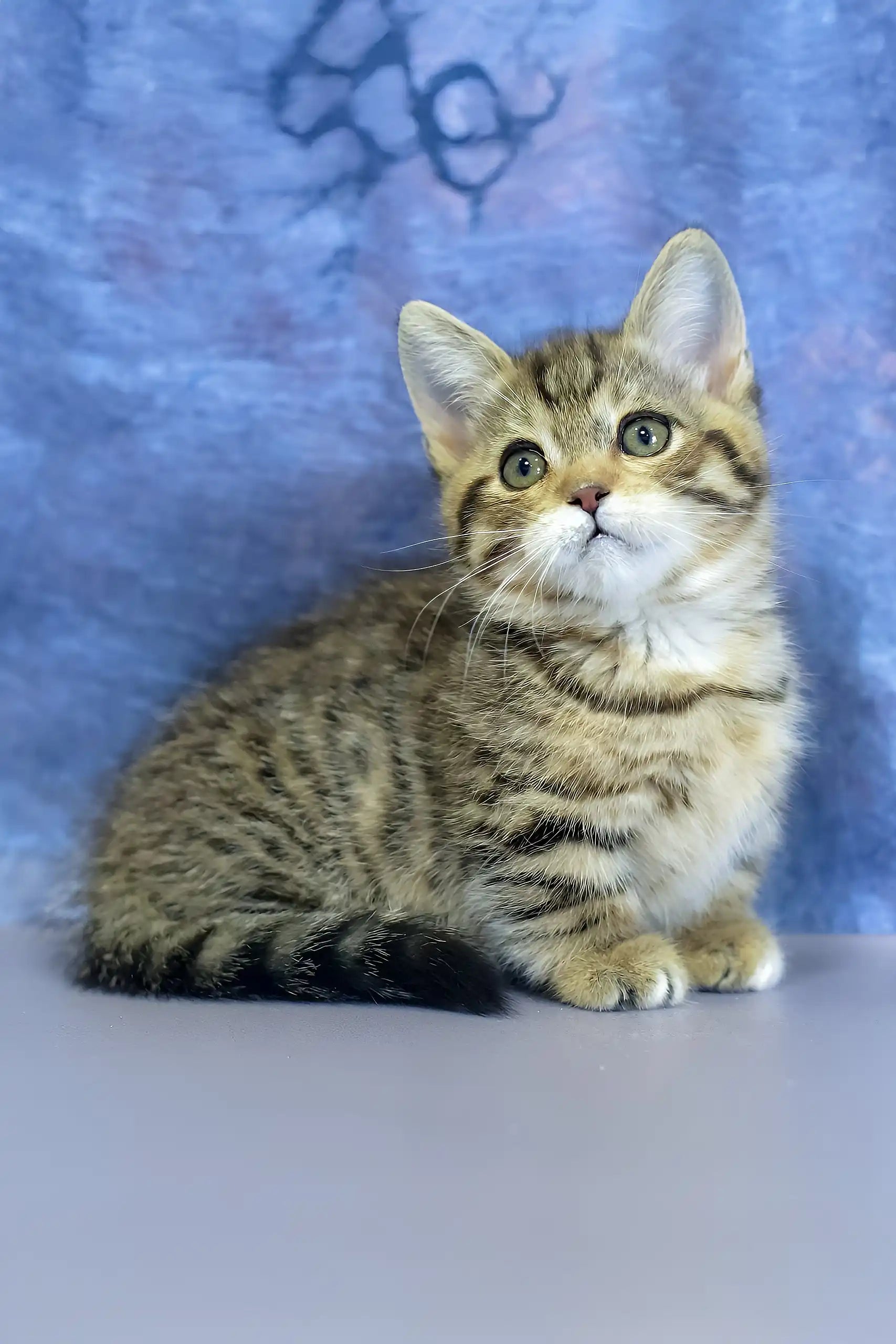 Martin – The Adorably Sweet Black Golden Spotted Tabby Munchkin Kitten