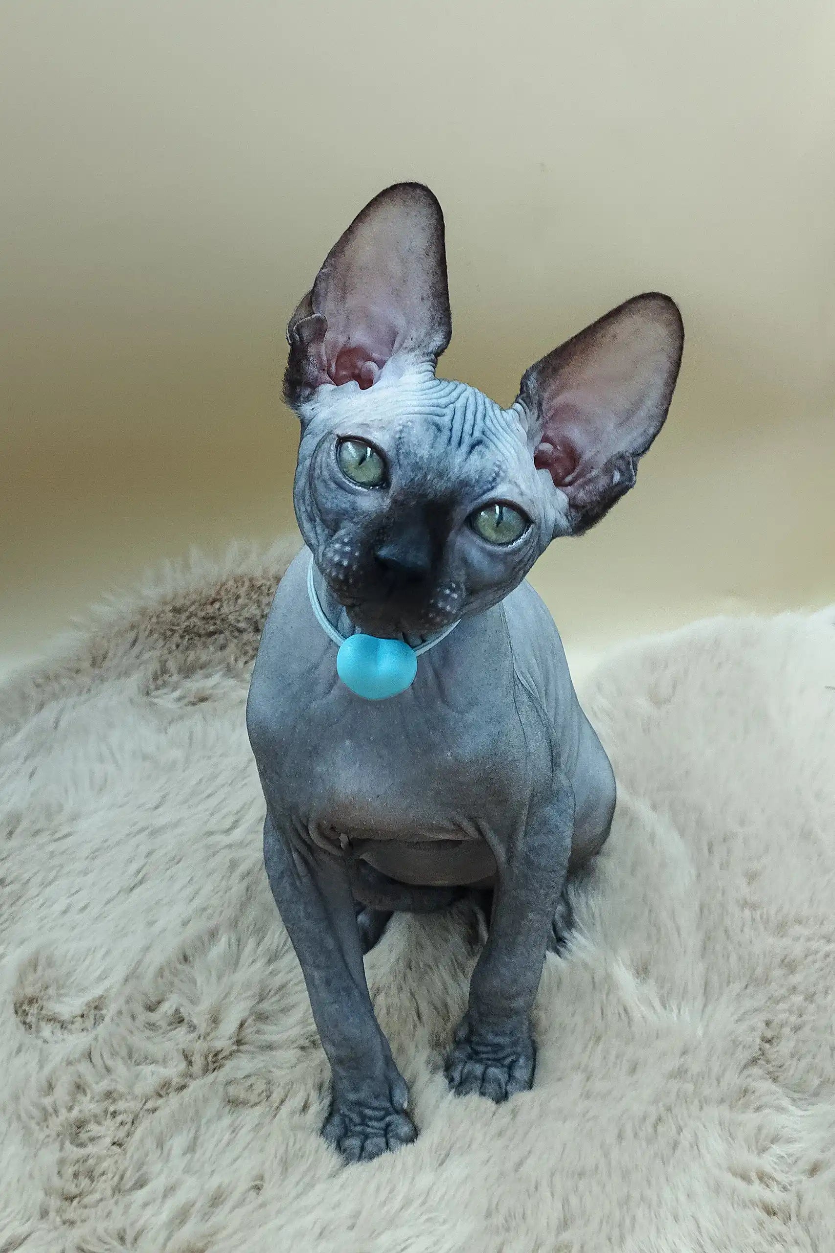 Meet Martin The Charming Sphynx Kitten