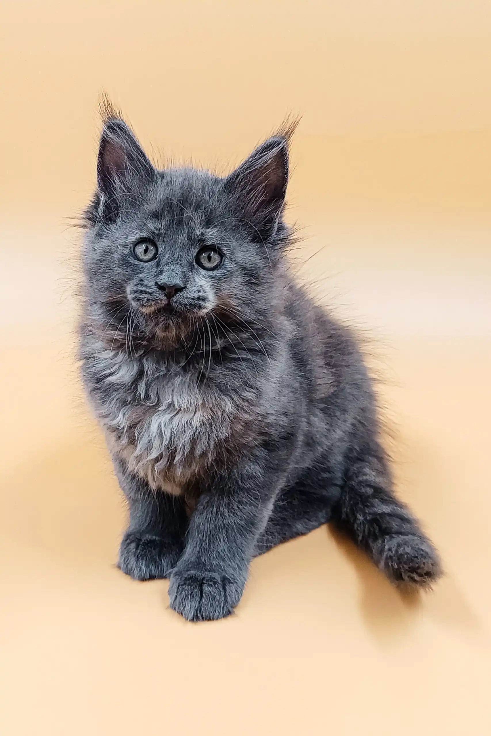 Maya the Fluffy Gray Maine Coon Kitten for Adoption
