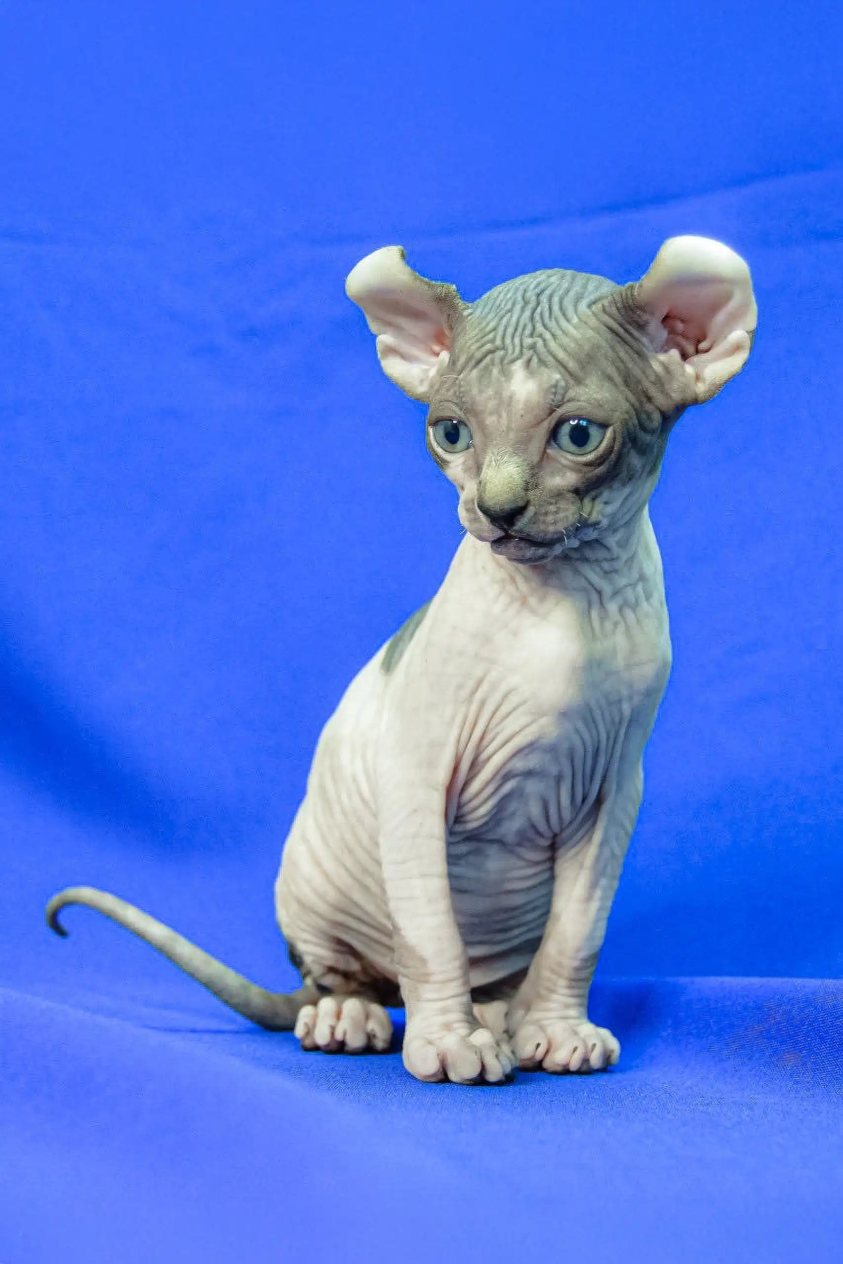 Discover Melinda, the Enchanting Elf Sphynx Kitten