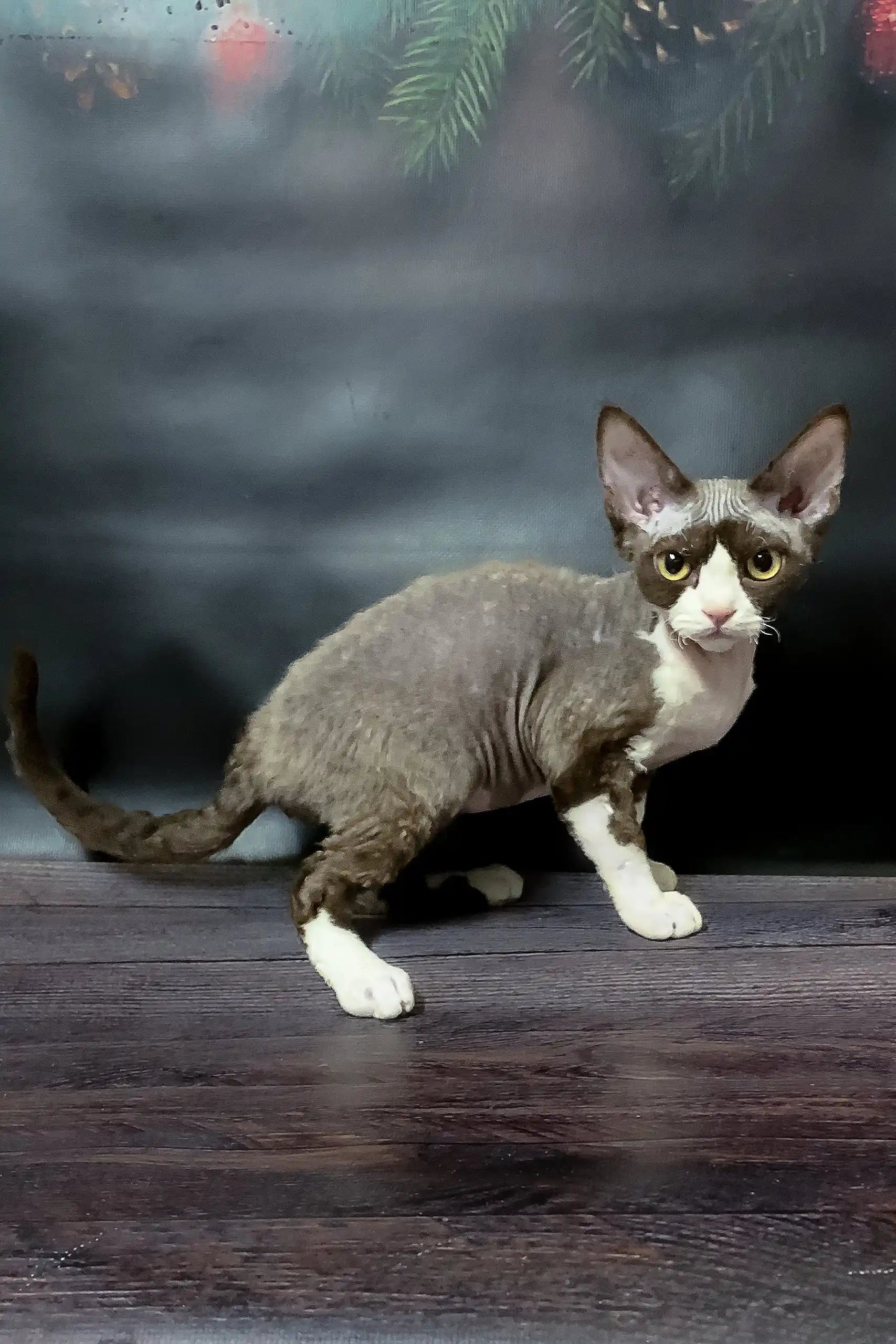 Adopt Melody the Adorable Devon Rex Kitten