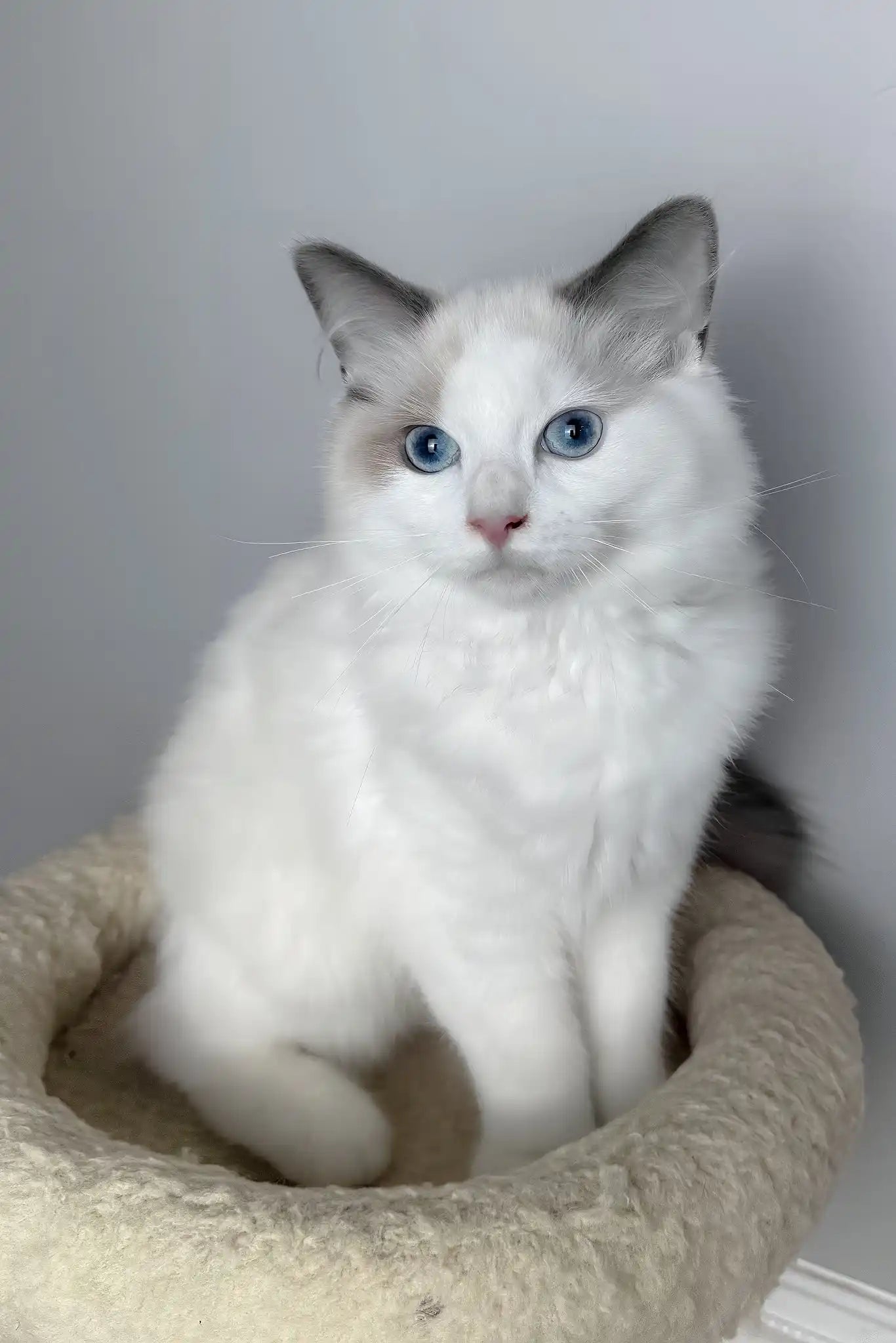 Meowise Ragdoll Kitten Fluffy Blue-Eyed Companion