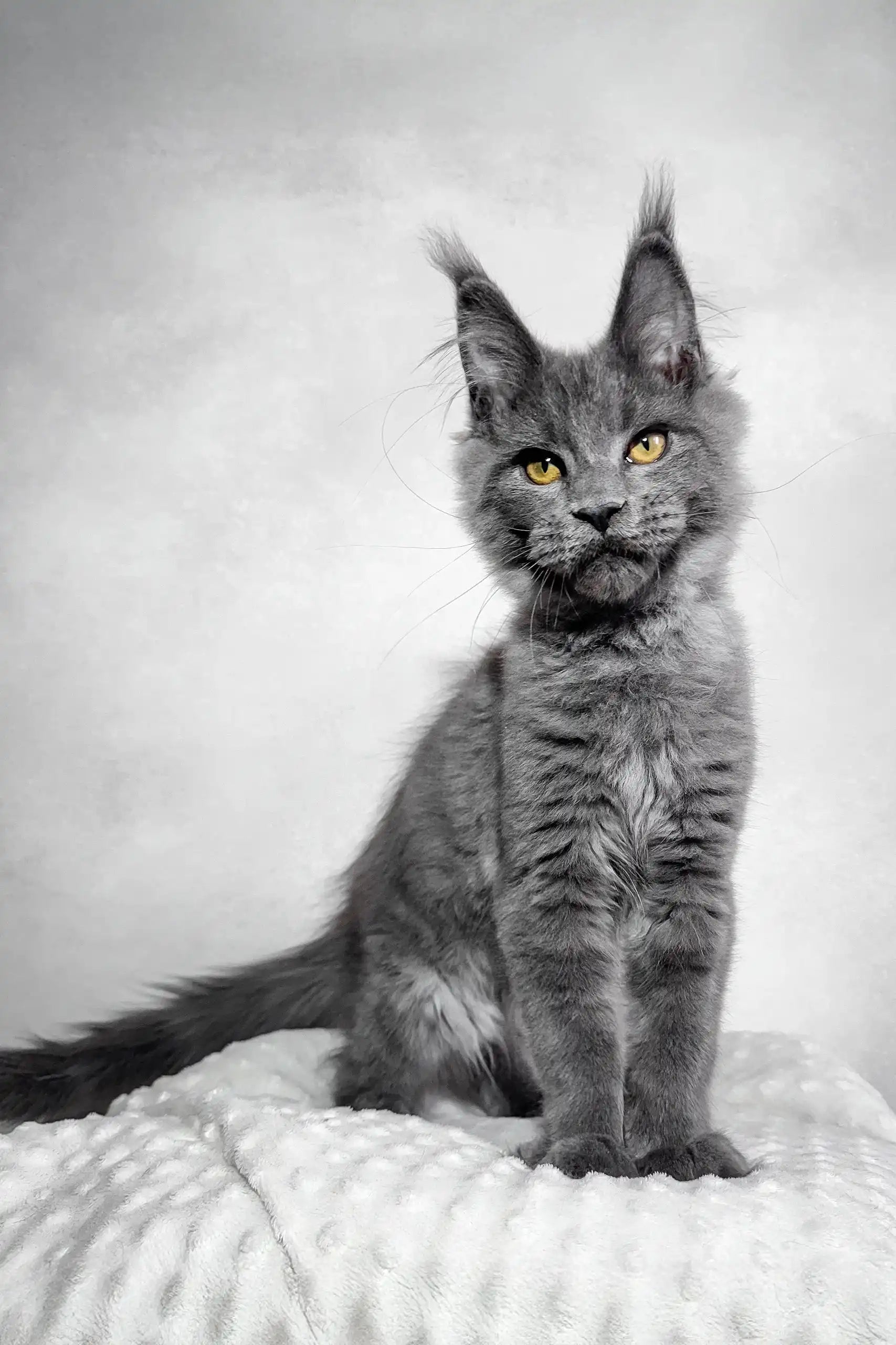Merlin the Loving Blue Smoke Kitten