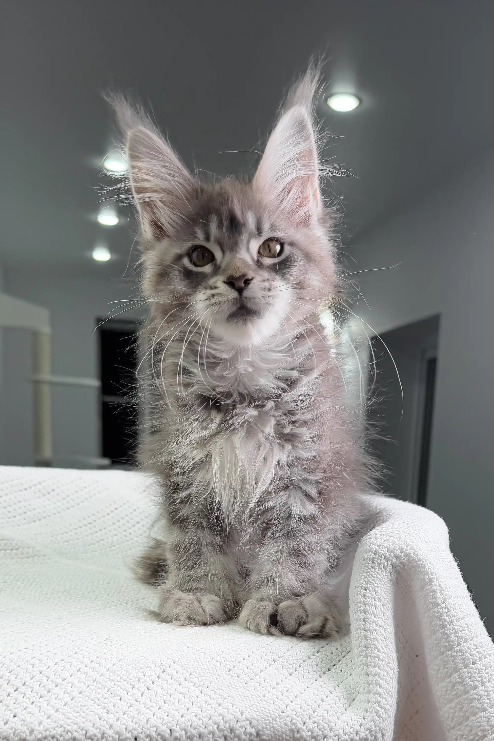 Meet Mia the Adorable Polydactyl Maine Coon