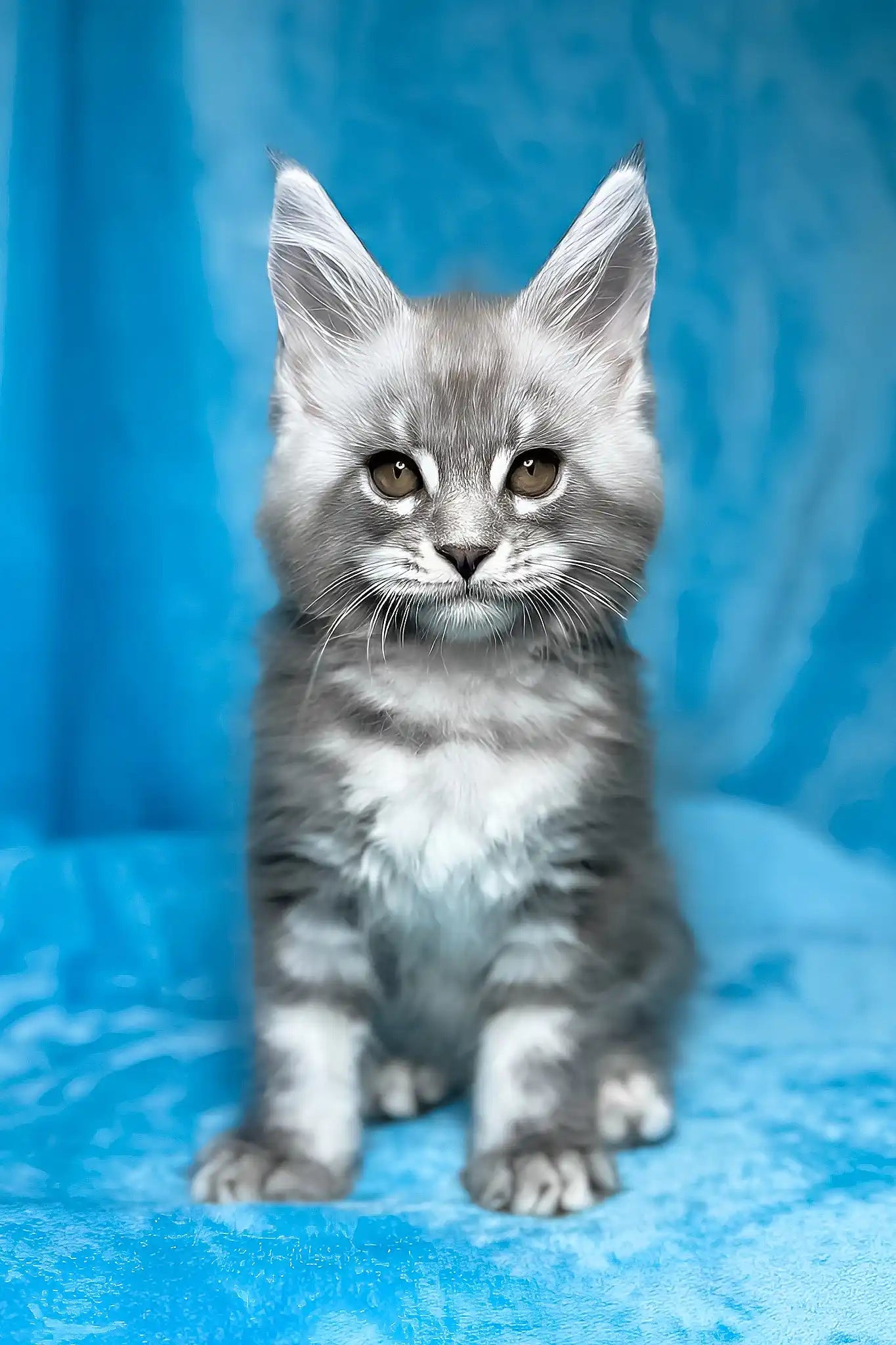 Adopt Michelle a Fluffy Blue Smoke Blotched Tabby Maine Coon Kitten