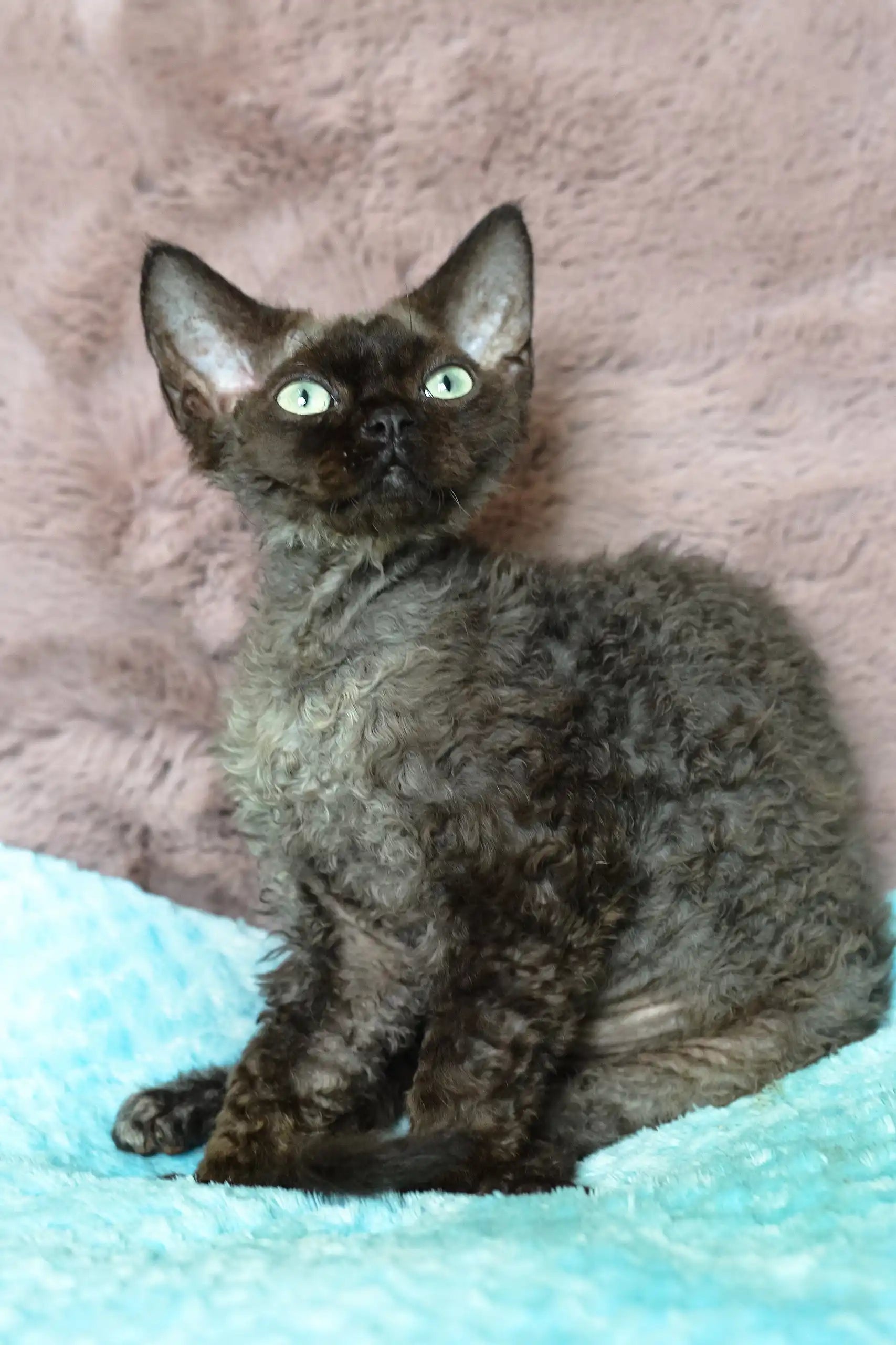 Adopt Mickey, Your Curly Devon Rex Lovebug