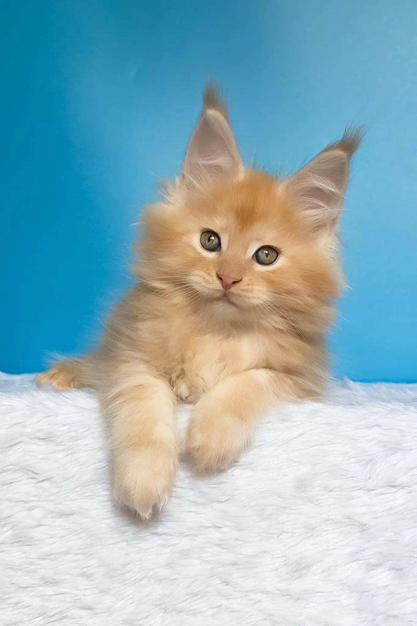 Mike Maine Coon Kitten Adorable and Fluffy