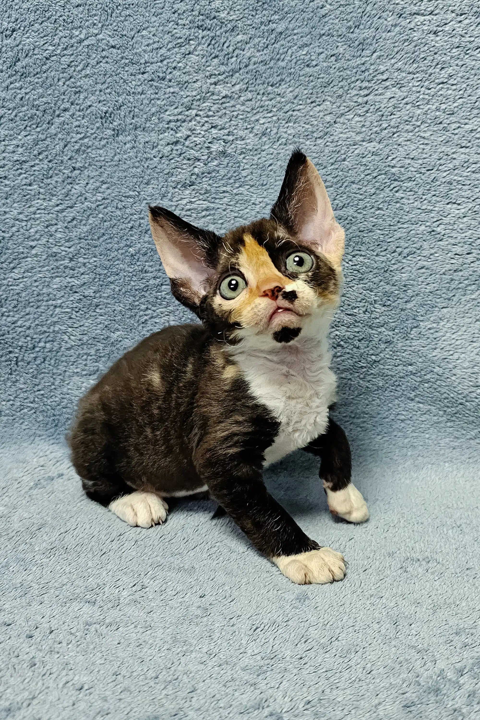 Monro Devon Rex Kitten Stunning Calico Beauty