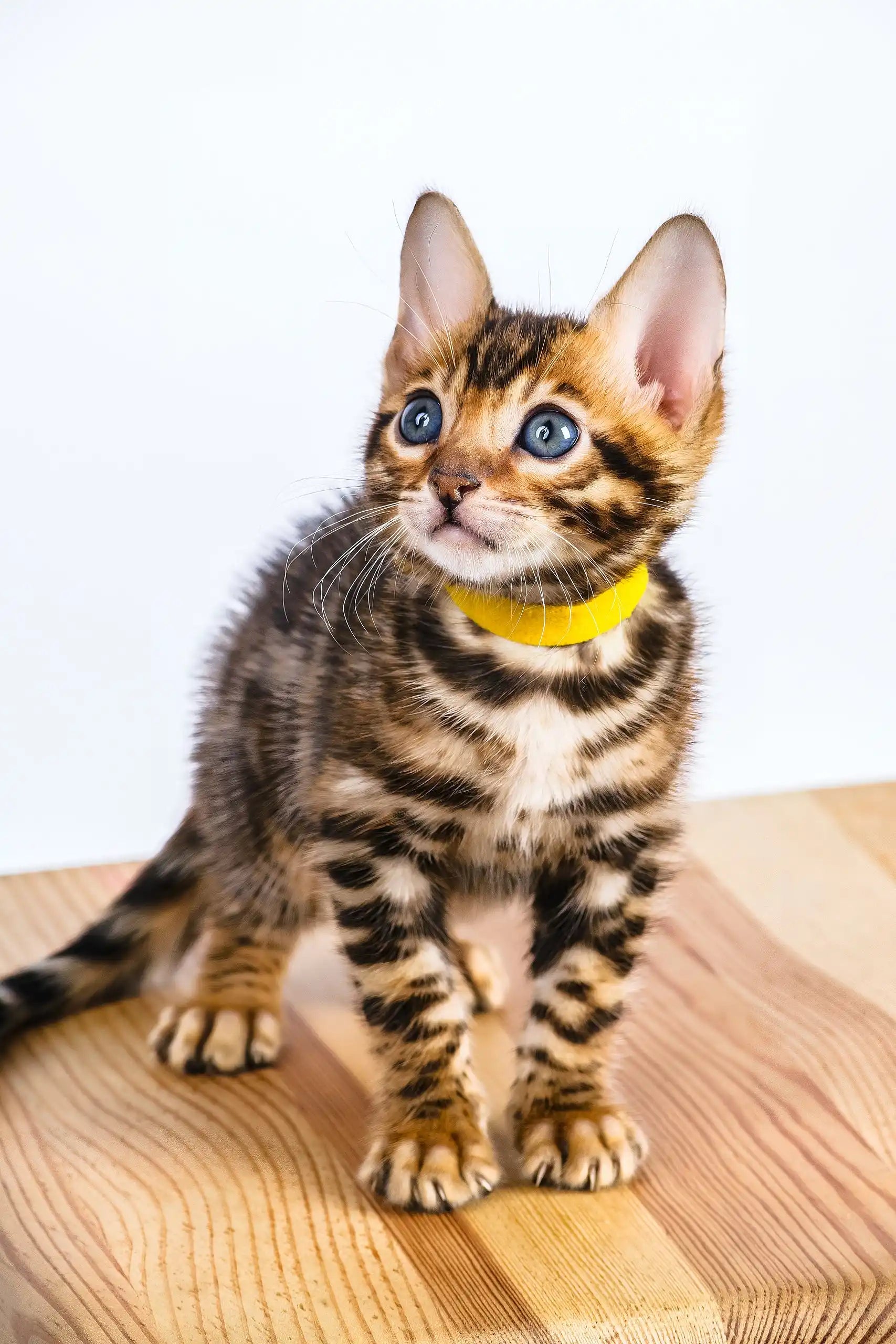 Oliver The Bengal Kitten with Spotted Charms