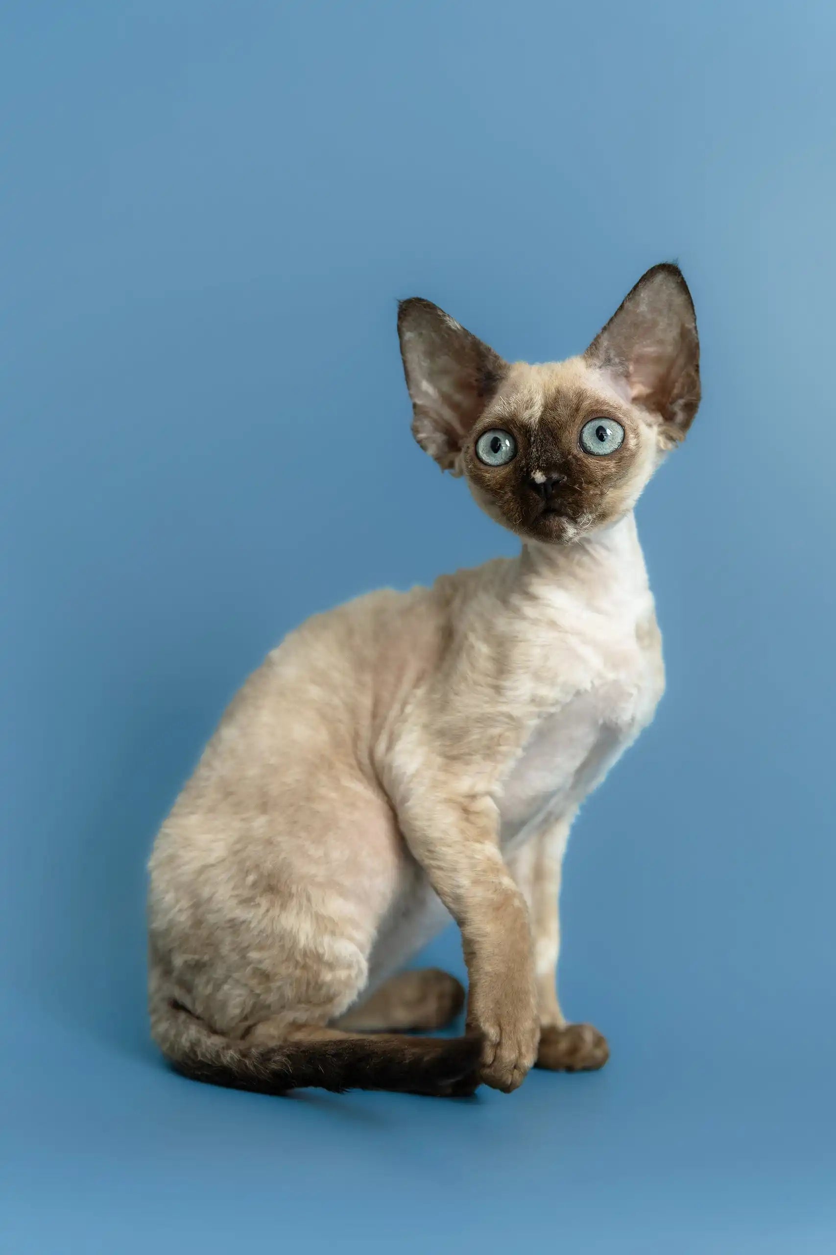 Olivia: The Adorable Black Bicolor Point Devon Rex Kitten!