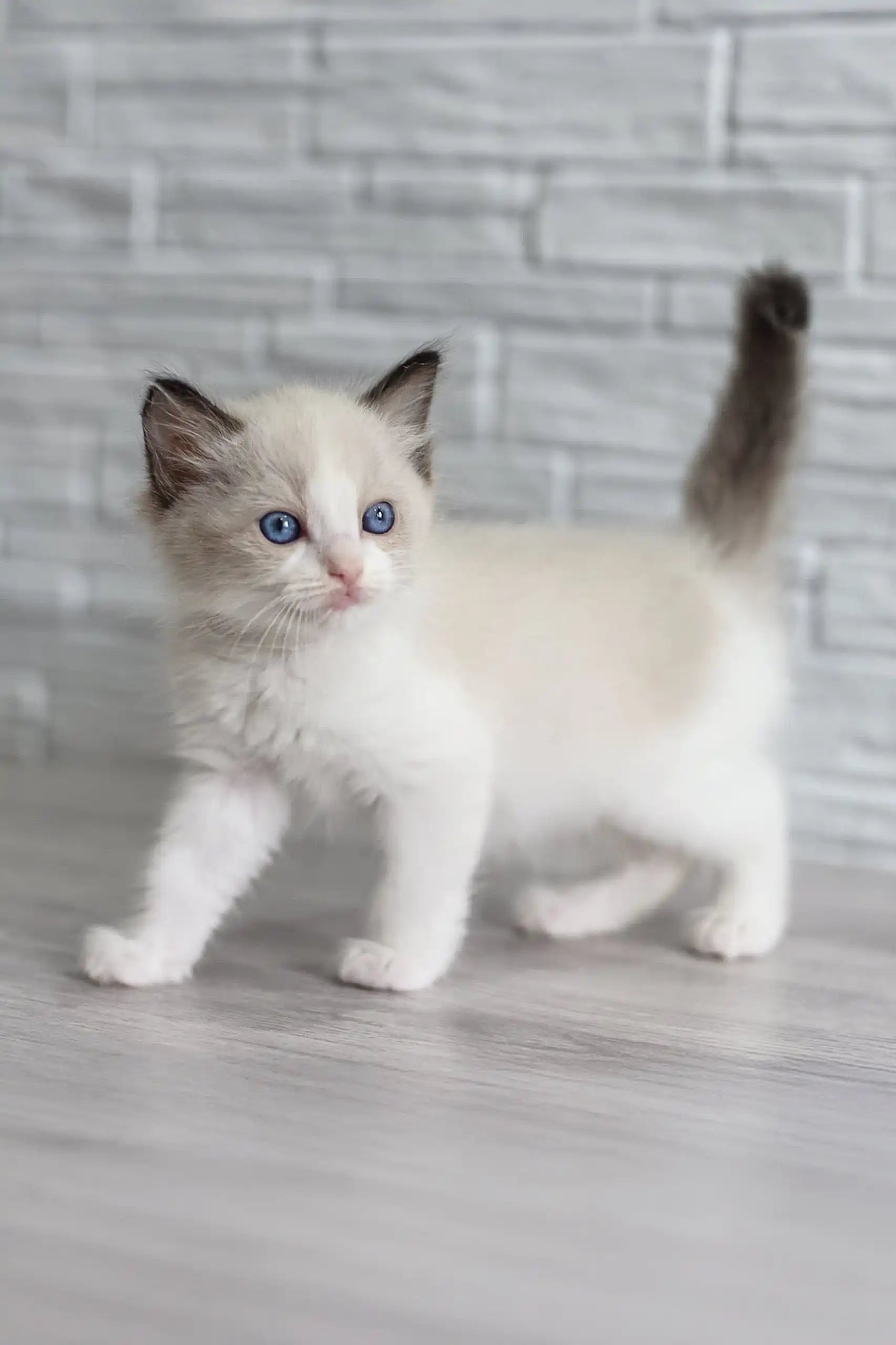 Oskar the Blue-Eyed Ragdoll Kitten
