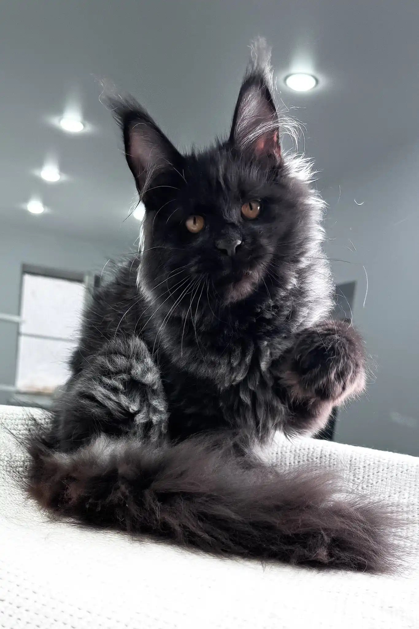 Panthera Adorable Maine Coon Kitten with Yellow Eyes