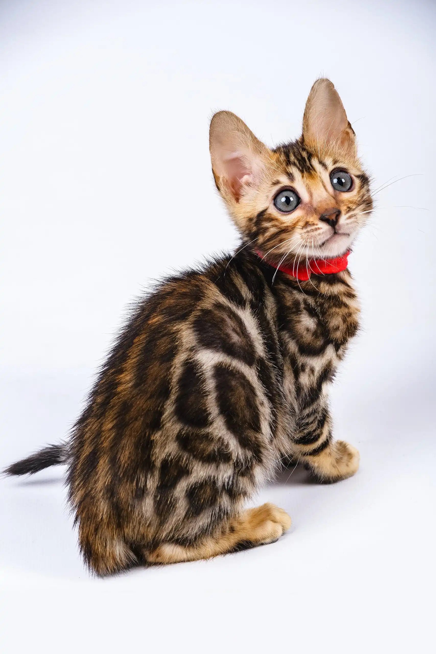 Penny Bengal Kitten with Dazzling Black Spotted Tabby Coat