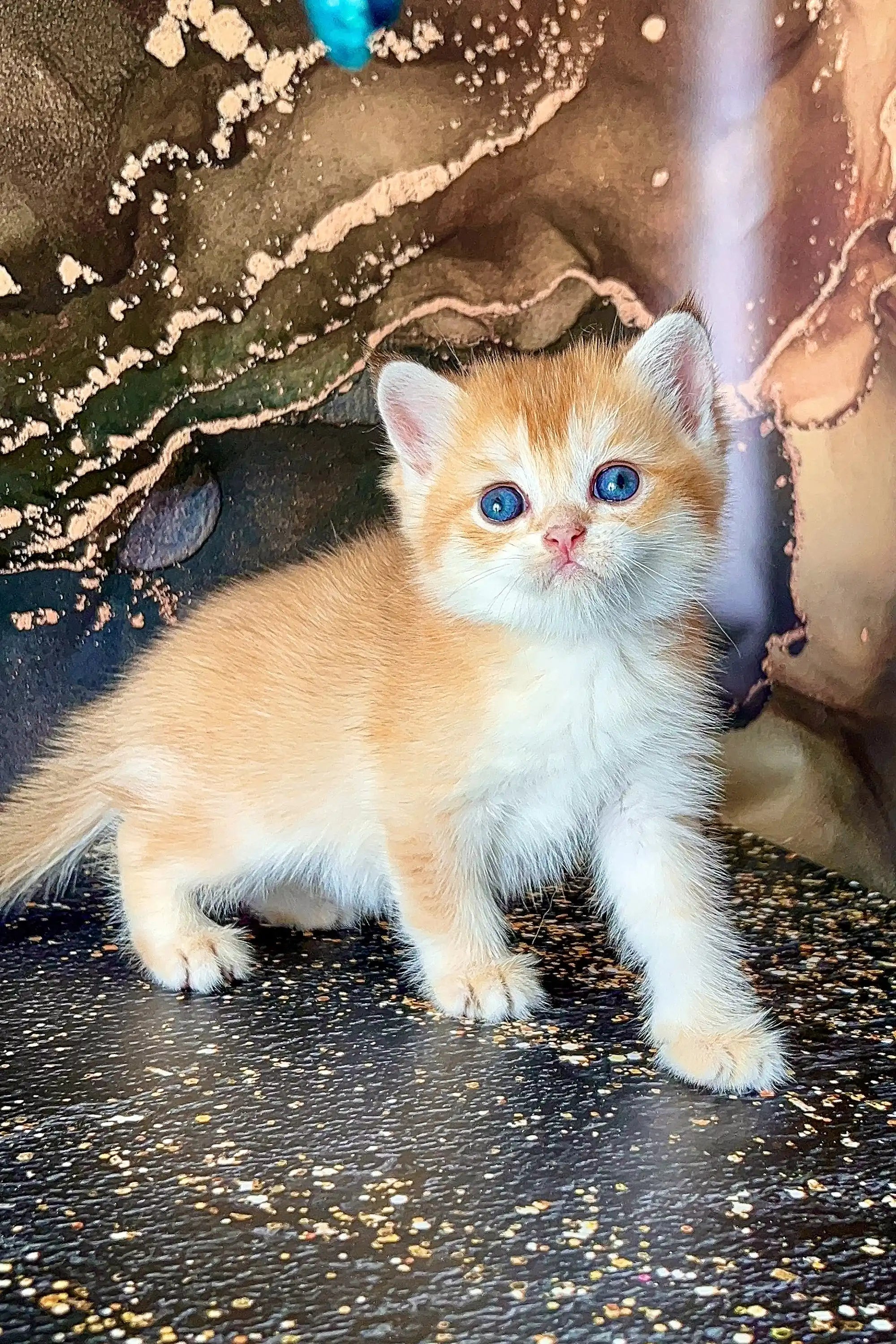 Pers Scottish Straight Kitten with Green Eyes