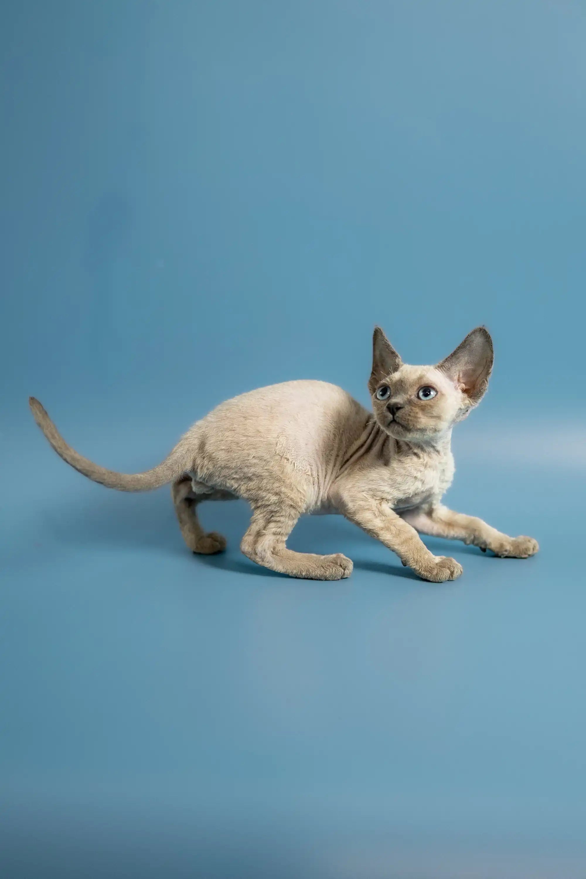 Peter the Devon Rex Kitten Lovable and Unique
