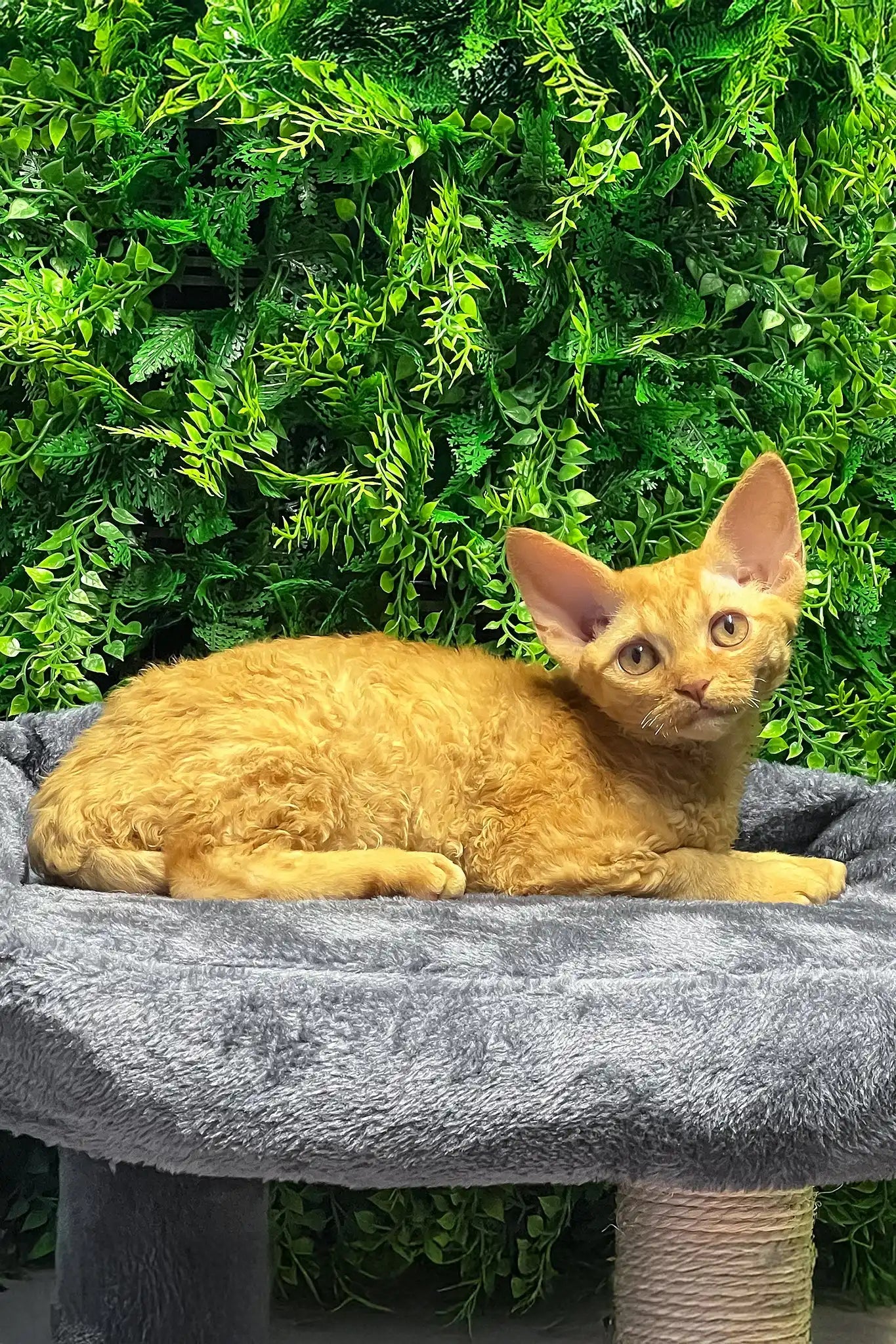 Phoebe Joyful Devon Rex Kitten Awaits Your Love