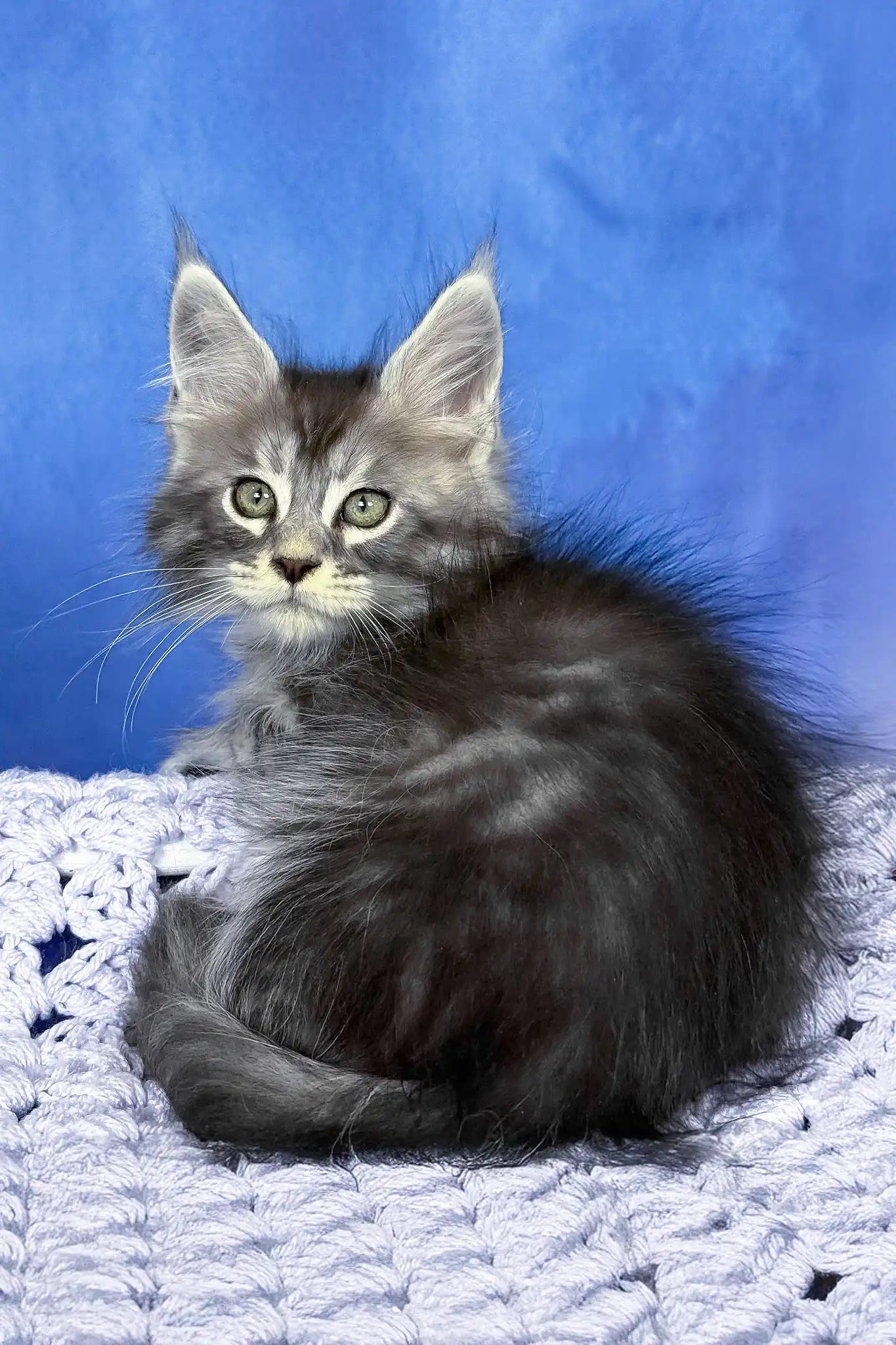 Meet Pixel Maine Coon Kitten with Fluffy Black Smoke Spotted Tabby Fur