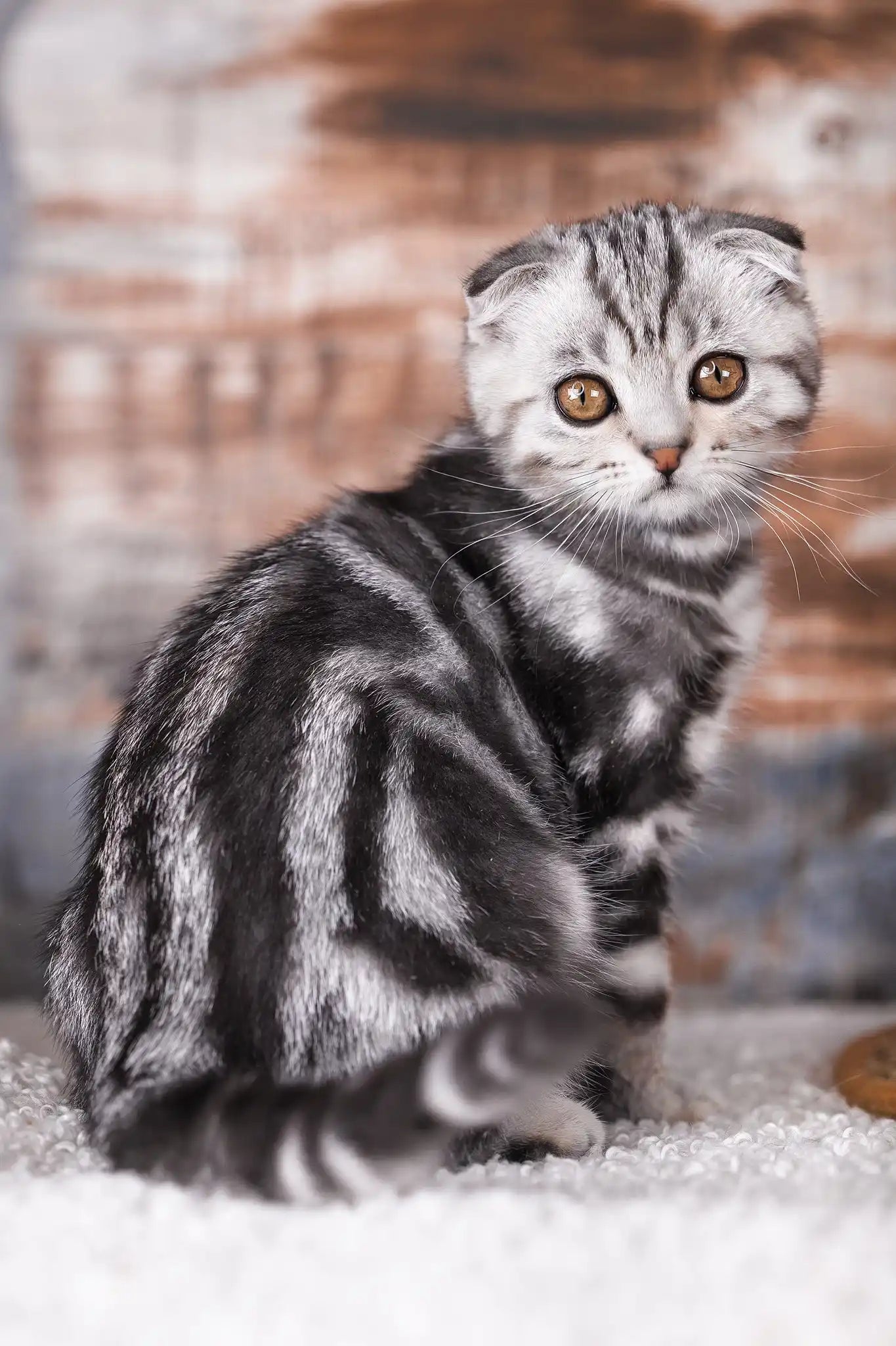 Cuddle Pixel Your Cute Scottish Fold Kitten