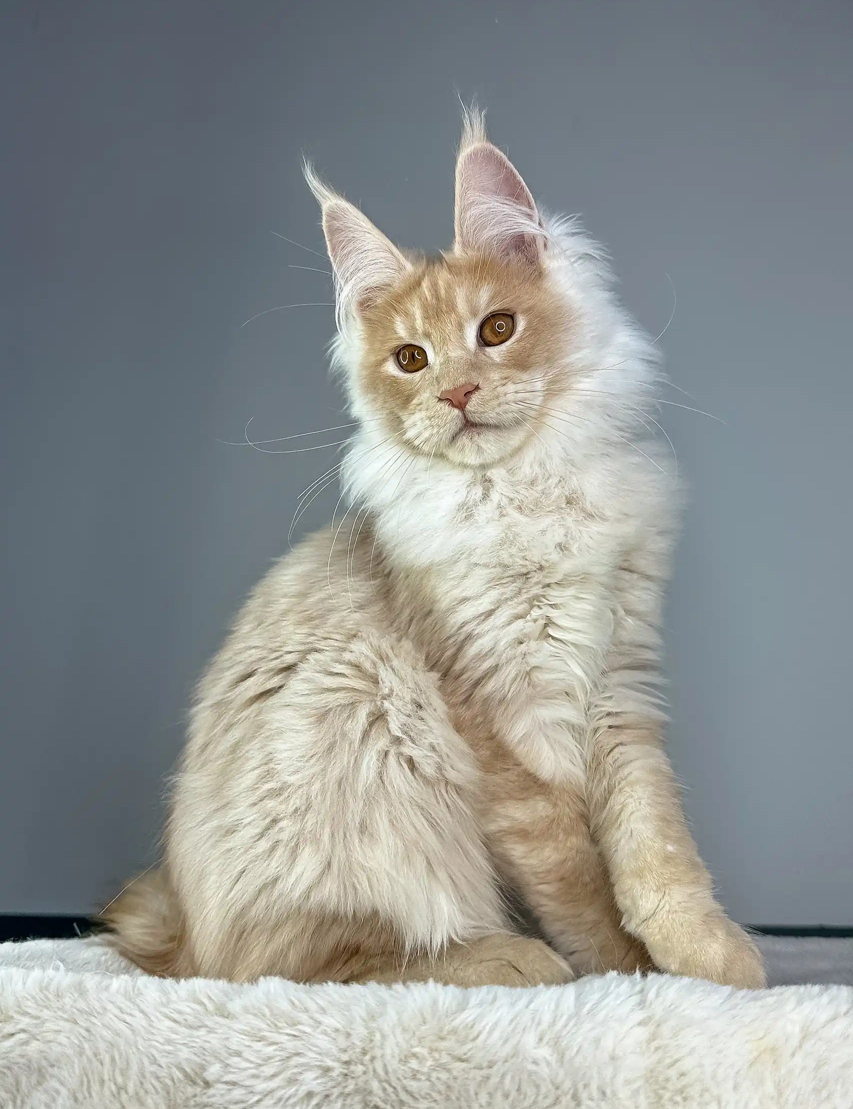 Dive Into the World of Siberian Cats - Care, Traits, & Lifestyle