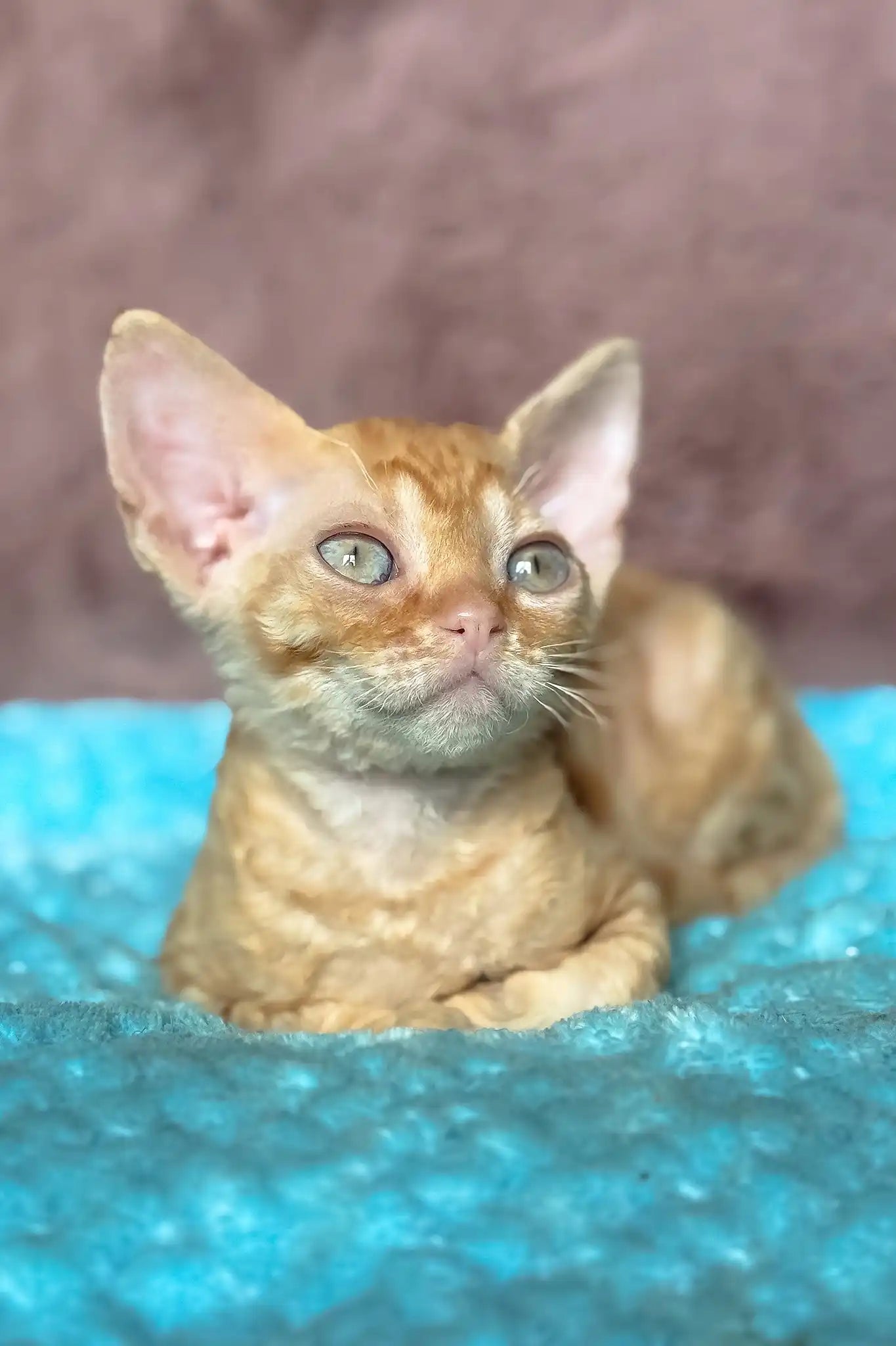 Quentin the Devon Rex Kitten Adorable Red Tabby Pet