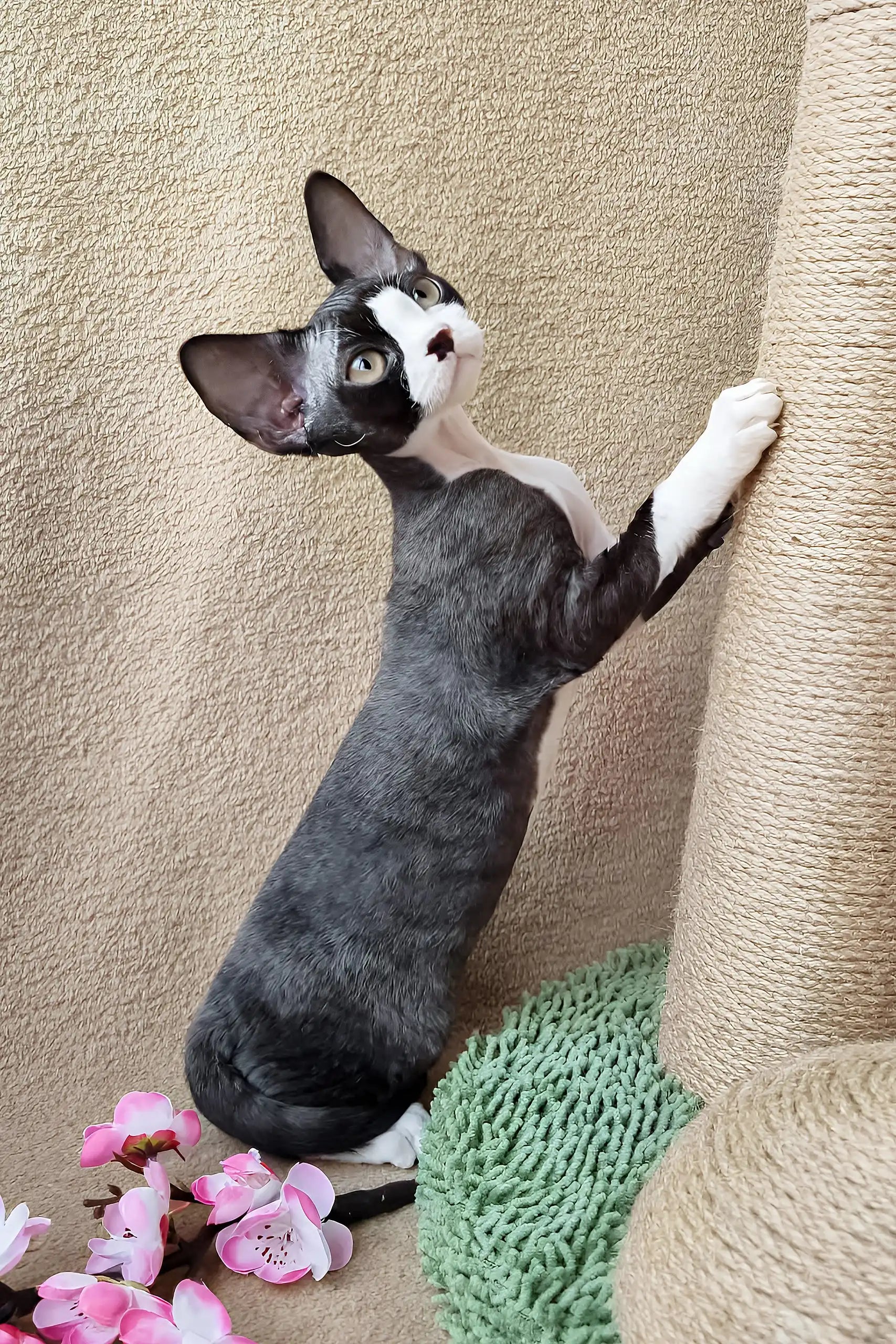 Meet Quincy Your Devon Rex Kitten Companion
