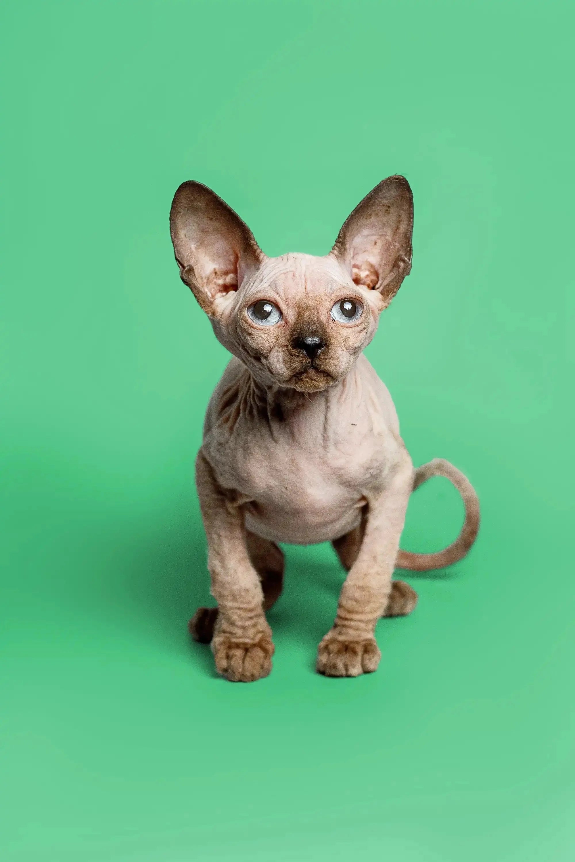 Meet Reese Sweet Sphynx Kitten with Blue Eyes