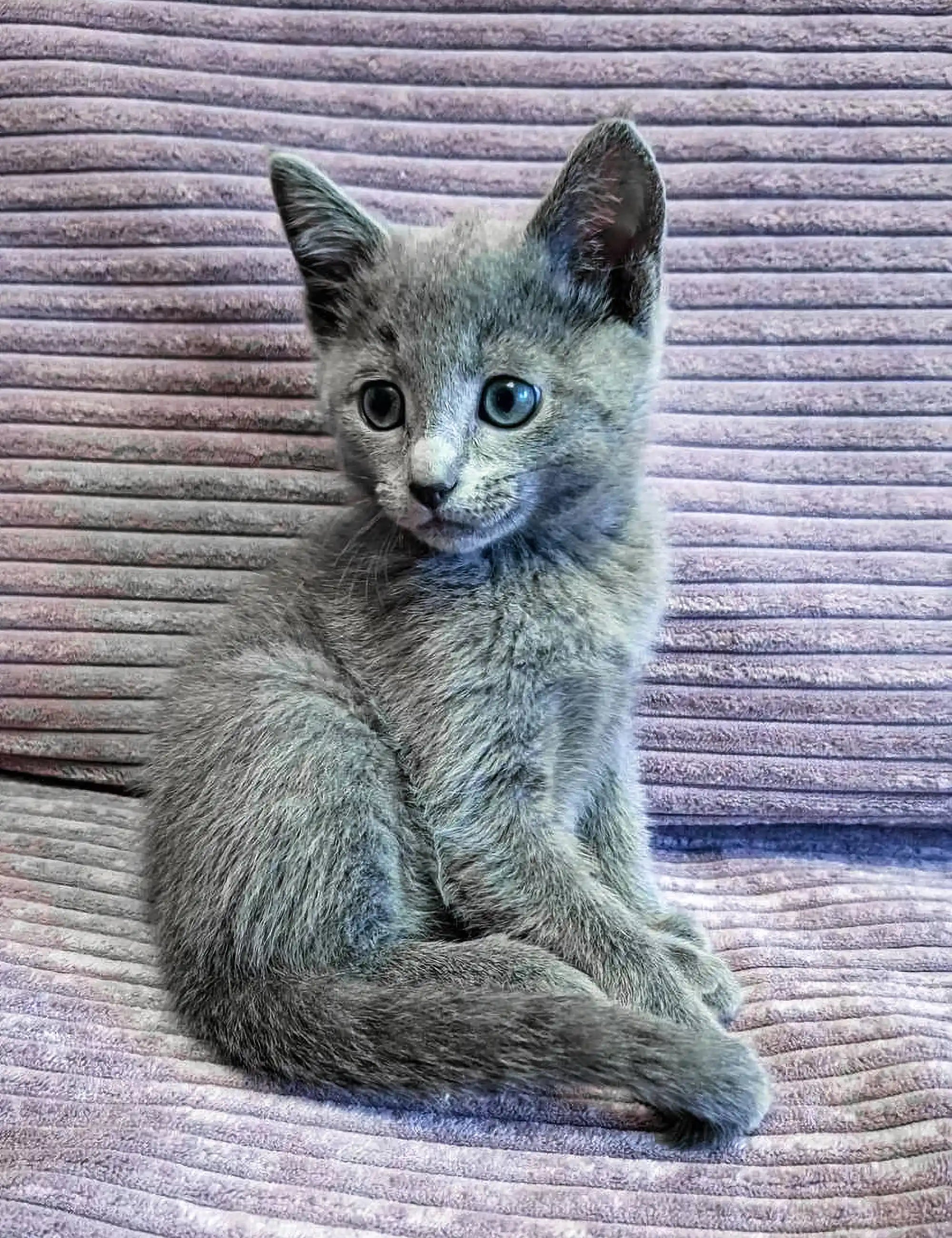 Essential Health Tips for your Scottish Fold Cat