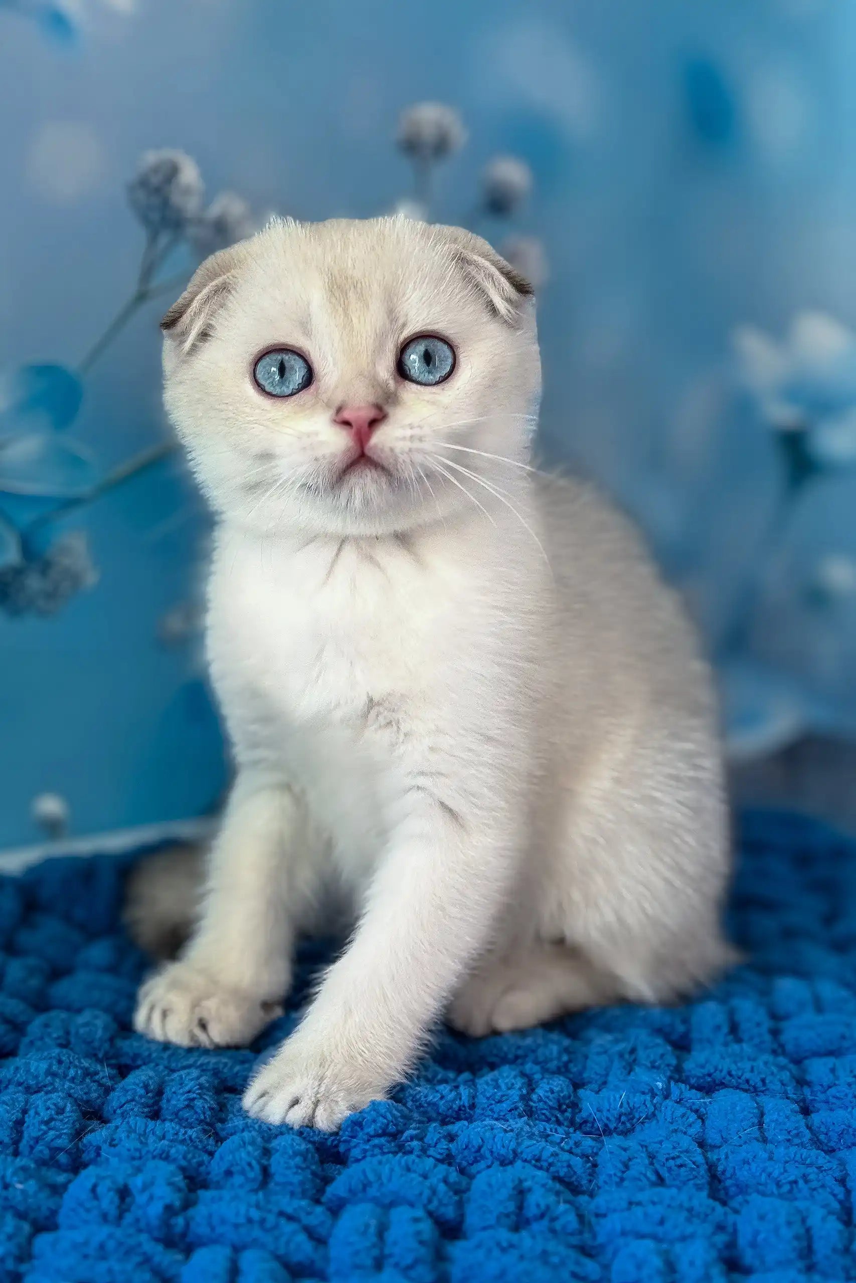 Adopt Remi Stunning Scottish Fold with Blue Eyes