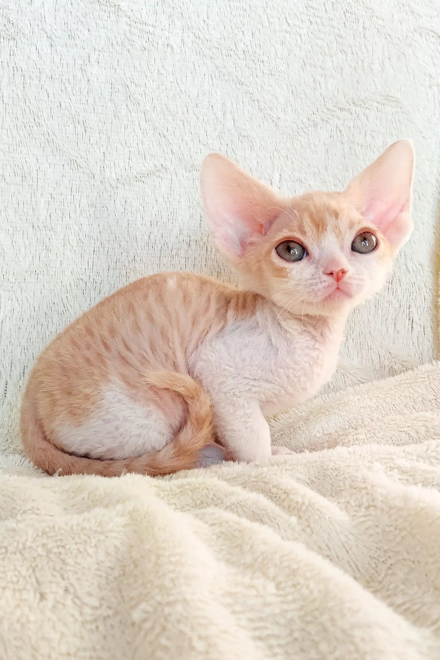 Adopt Riley Lovable Devon Rex Kitten with Big Ears