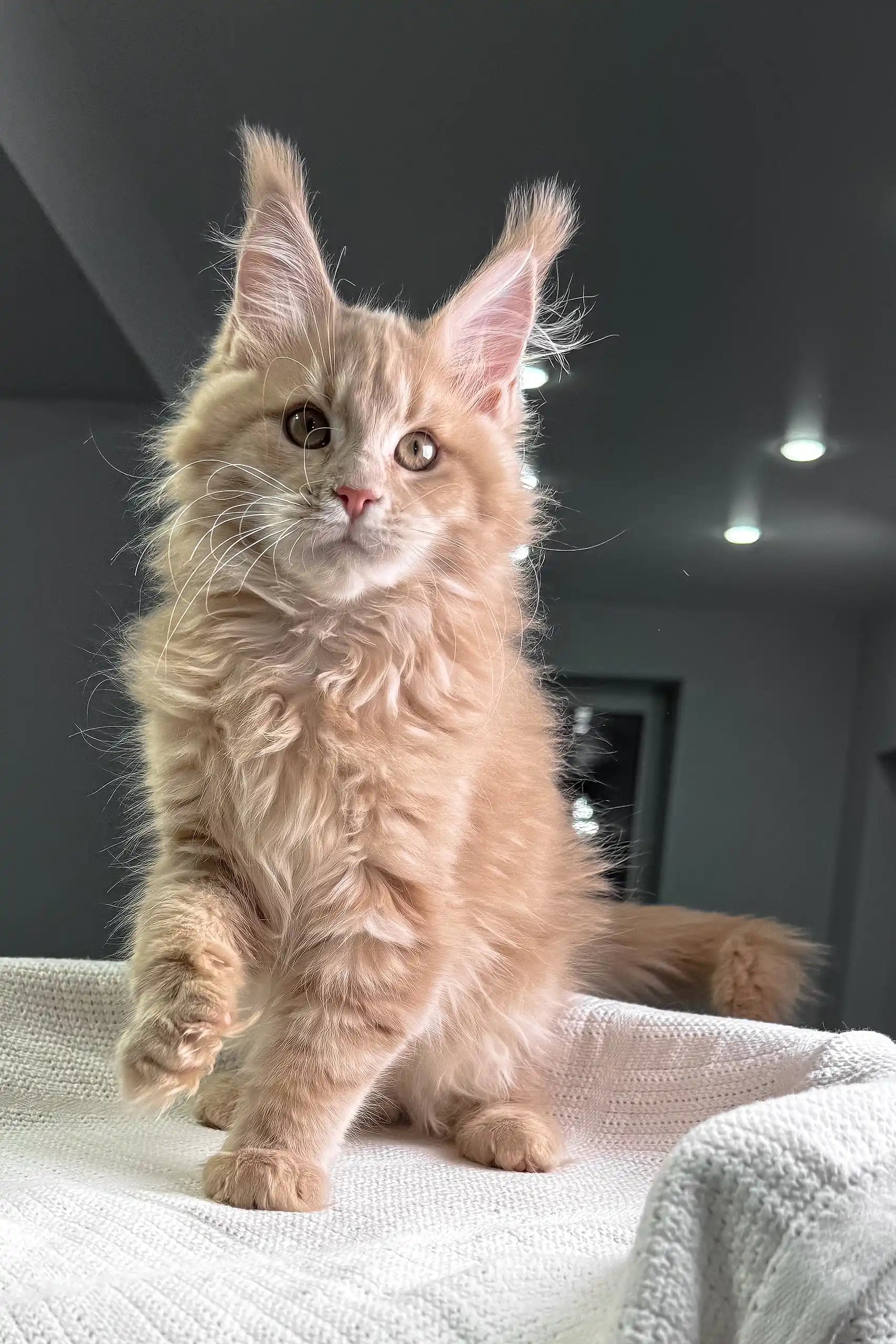 Riviera Maine Coon Kitten Cream-Colored Fluffball