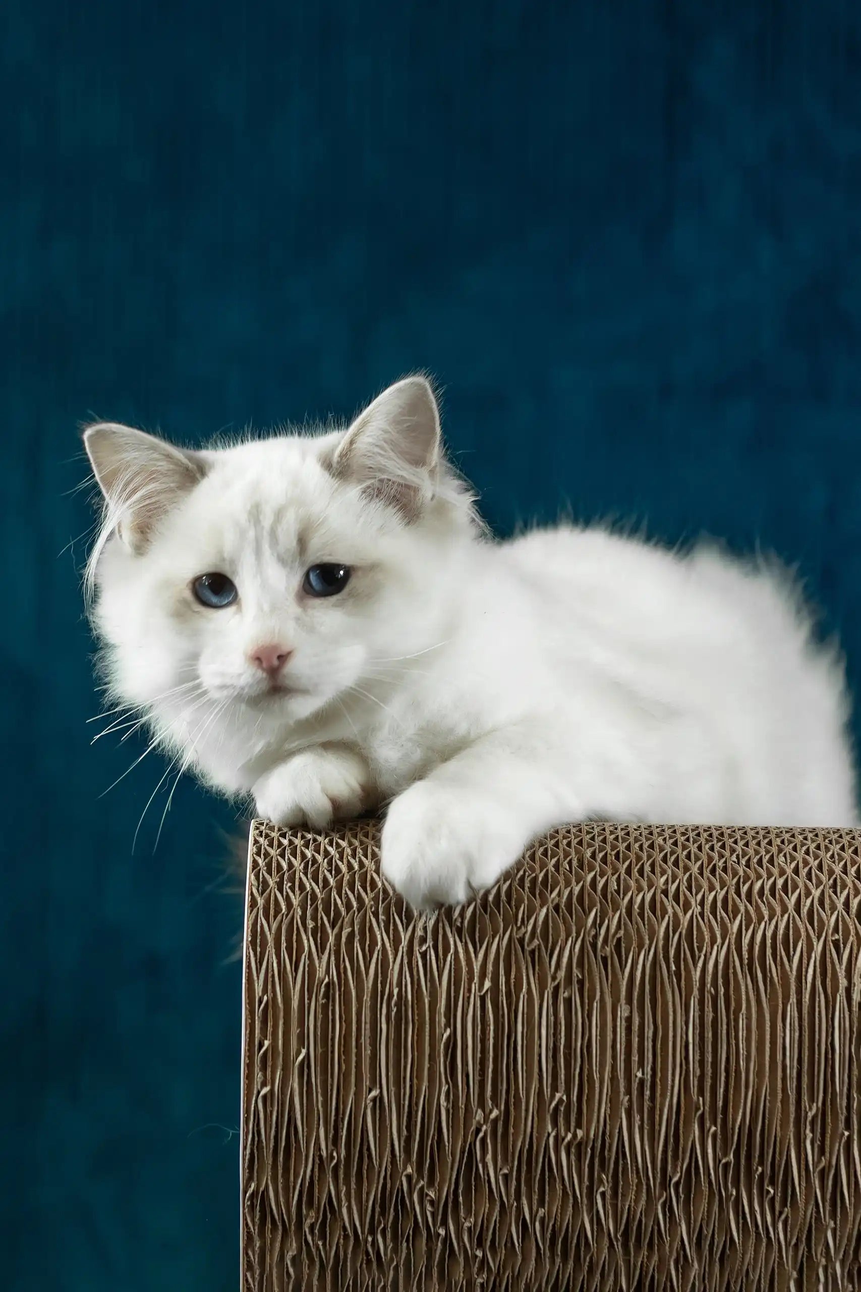 Robin Ragdoll Kitten Fluffy Blue-Eyed Companion