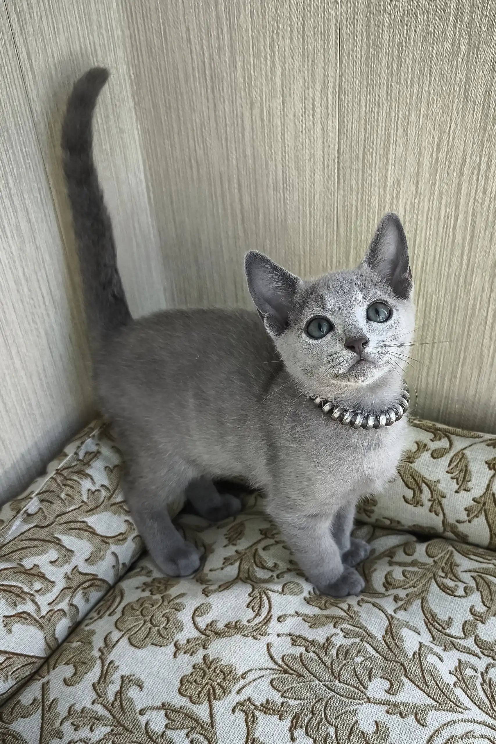 Romeo the Adorable Russian Blue Kitten for Adoption