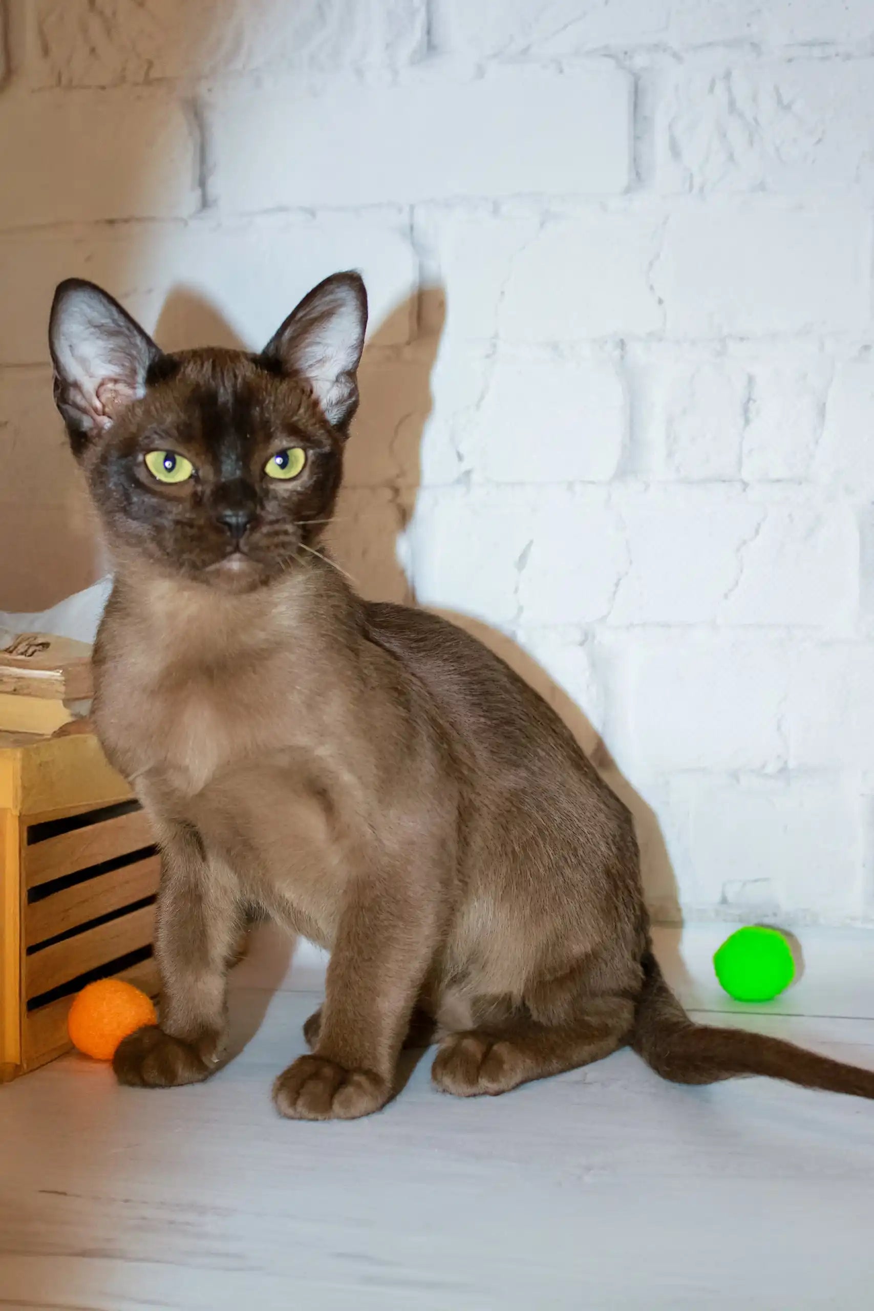 Meet Rona the Charming Chocolate Burmese Kitten
