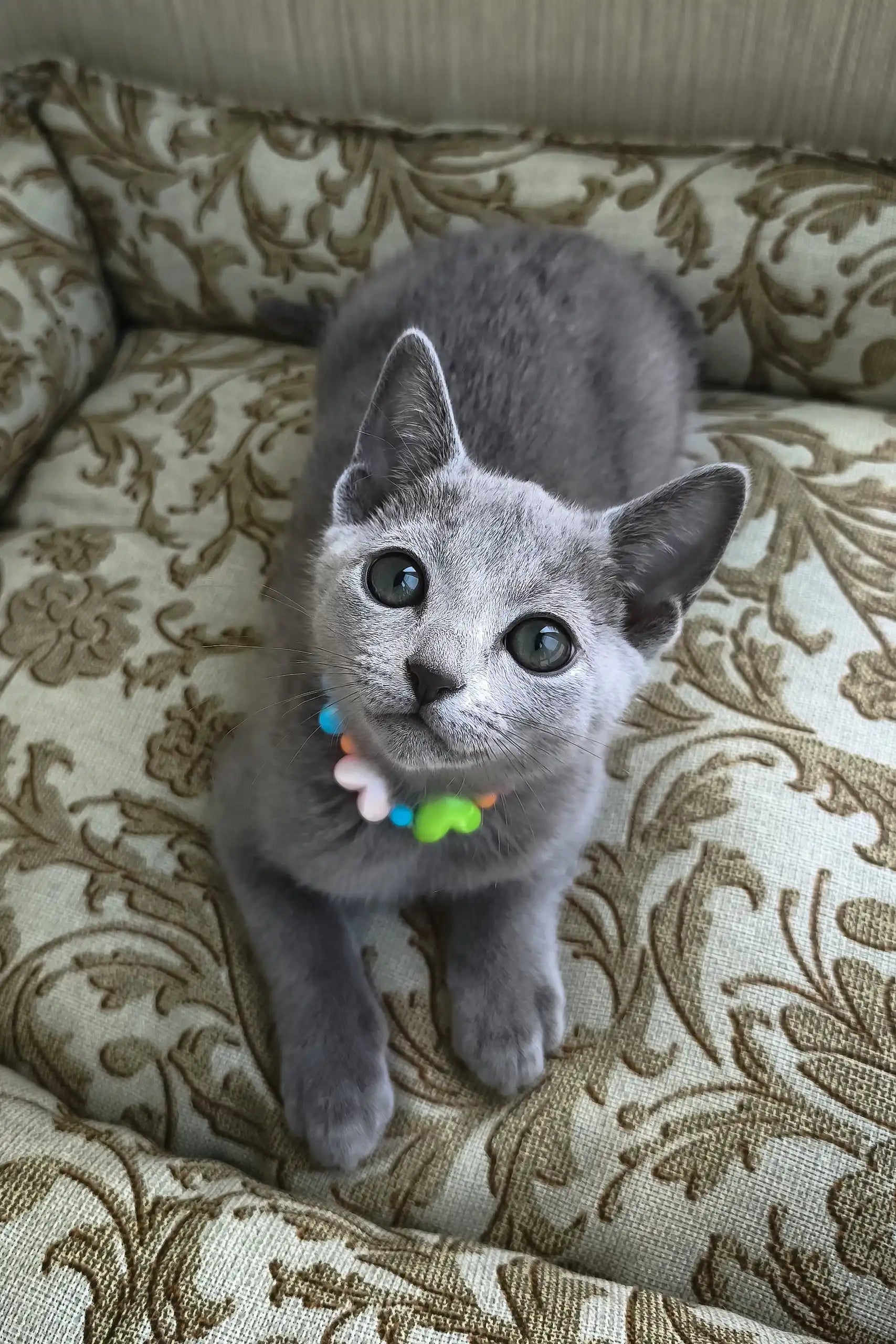 Meet Rosinka: Your Adorable Russian Blue Kitten