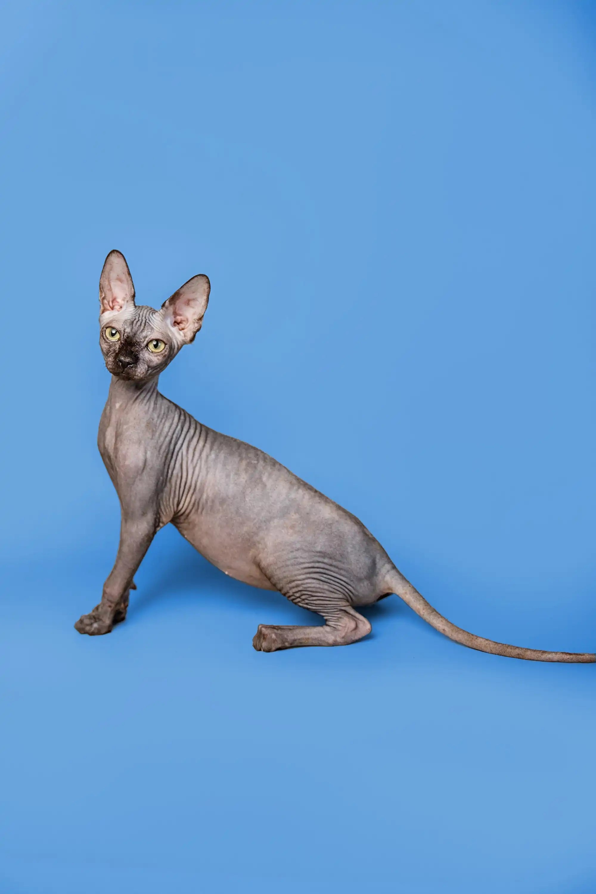Roxie Sphynx Kitten Black Beauty Golden Eyes