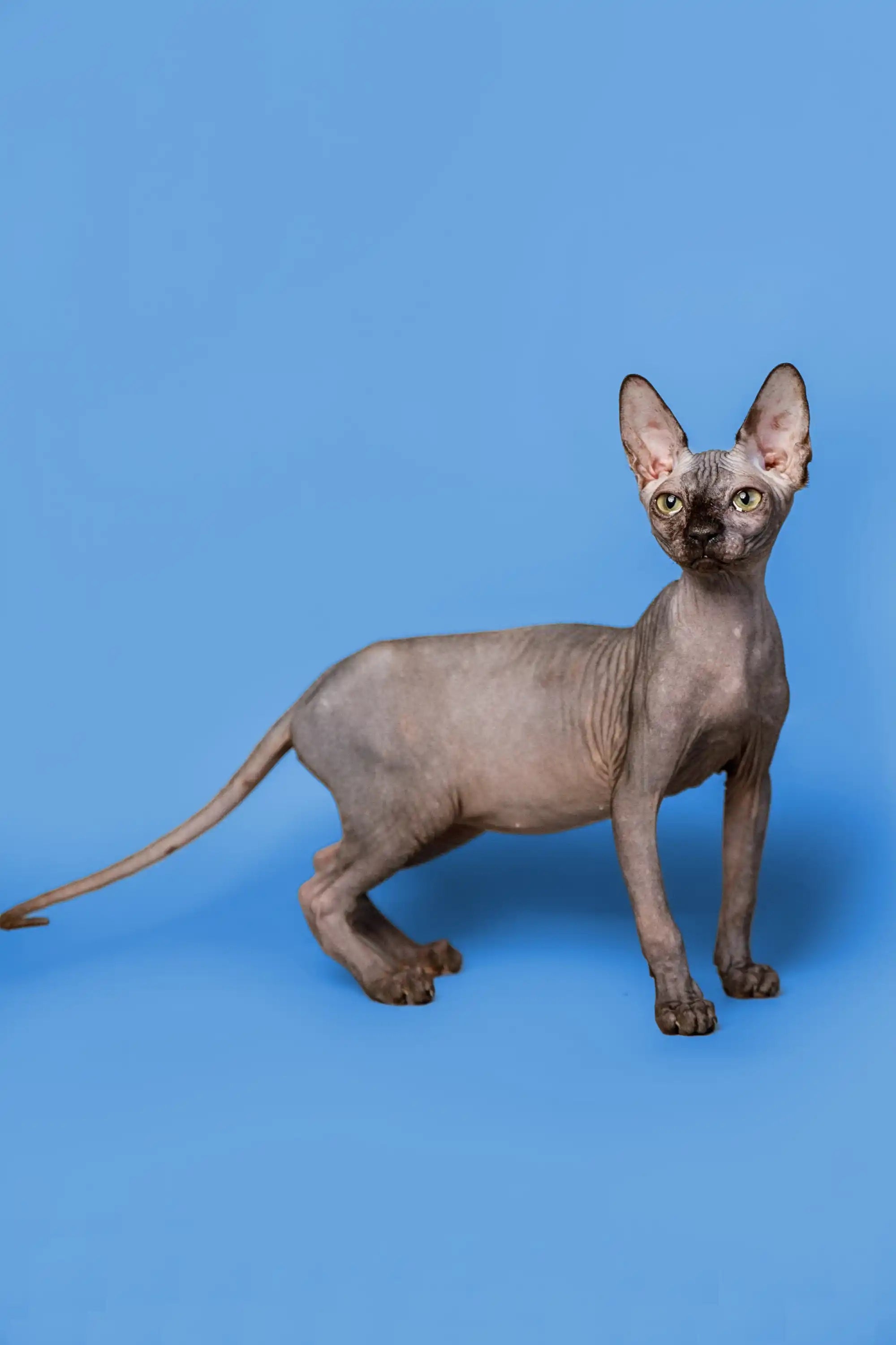 Meet Roxie, your Graceful Female Sphynx Kitten – Purebred Kitties