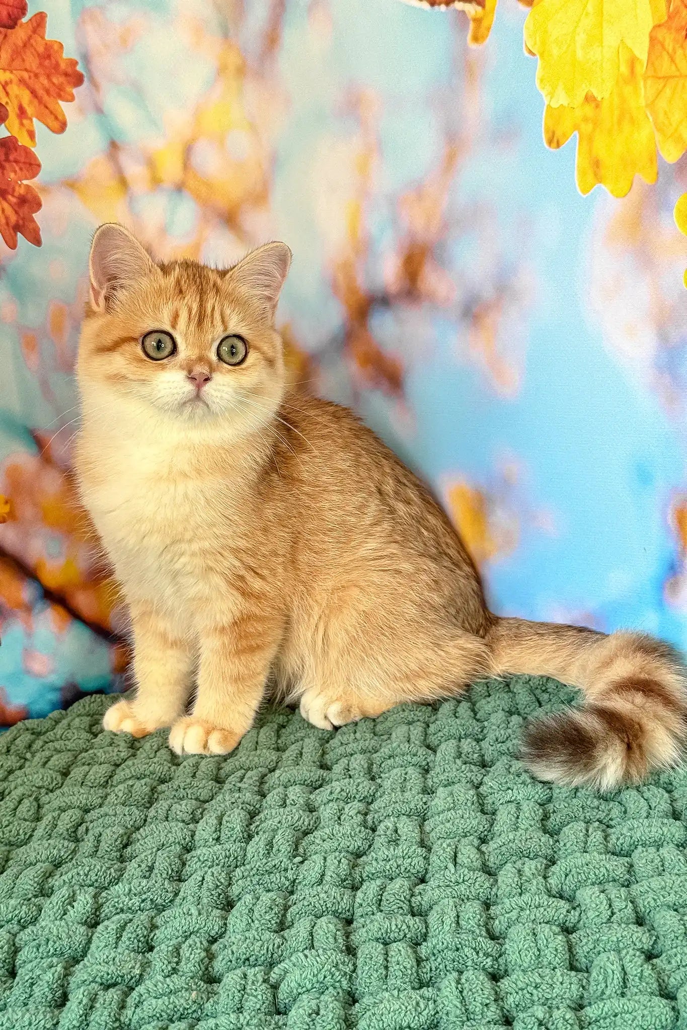 Meet Sabrina: Adorable Black Golden Shell British Shorthair