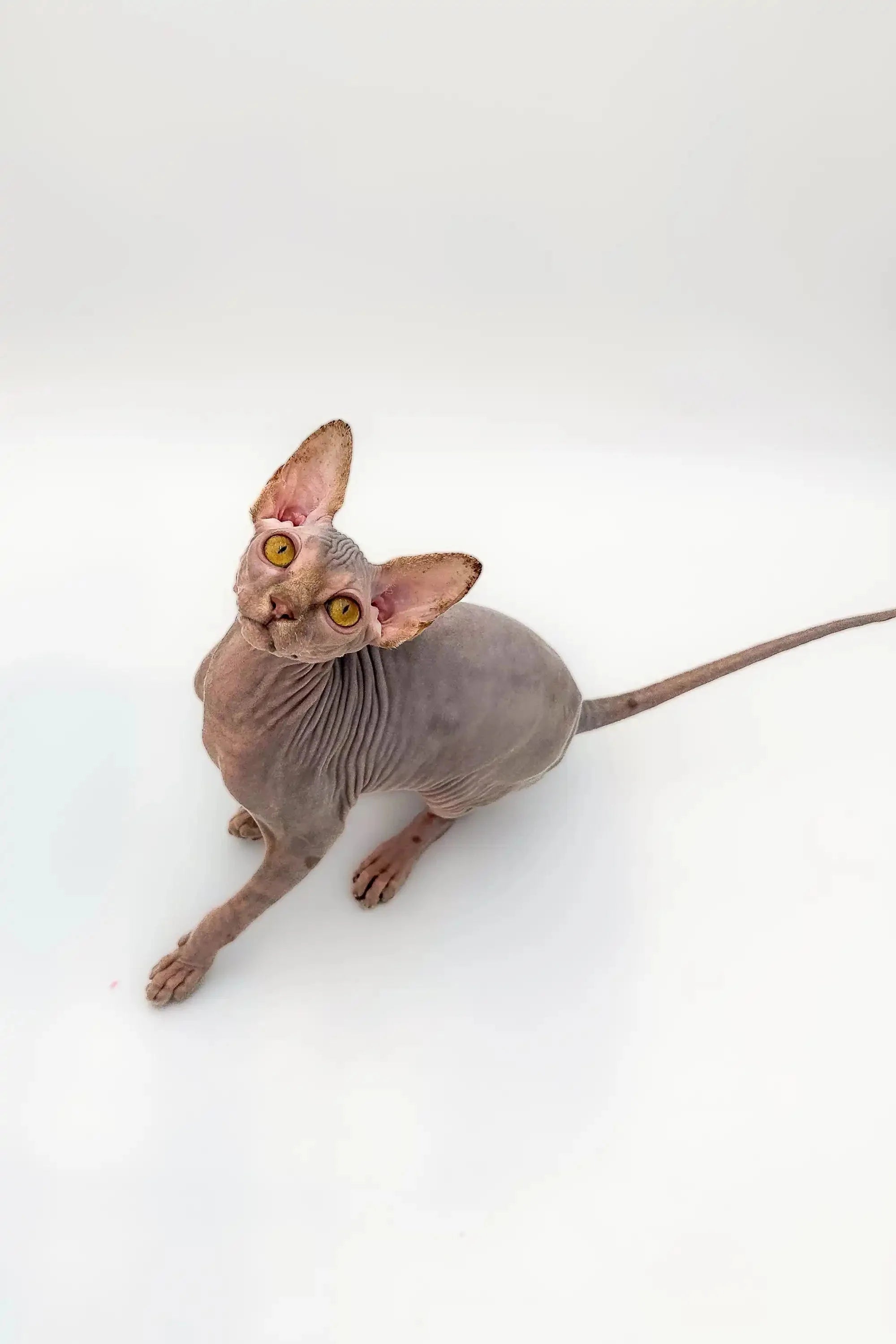 Adopt Sally the Stunning Lilac Tabby Sphynx Kitten – Purebred Kitties