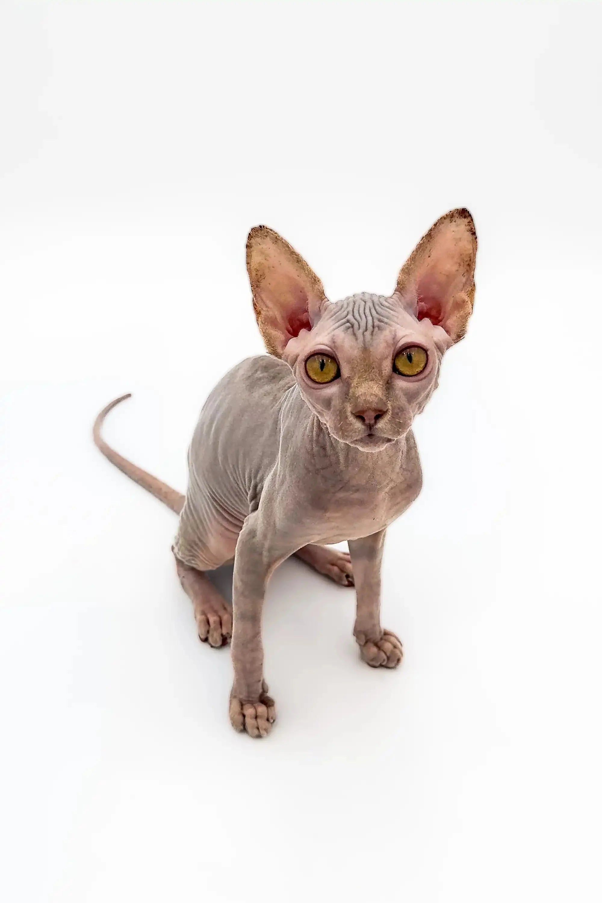 Meet Sally: A Charming Lilac Tabby Sphynx Kitten