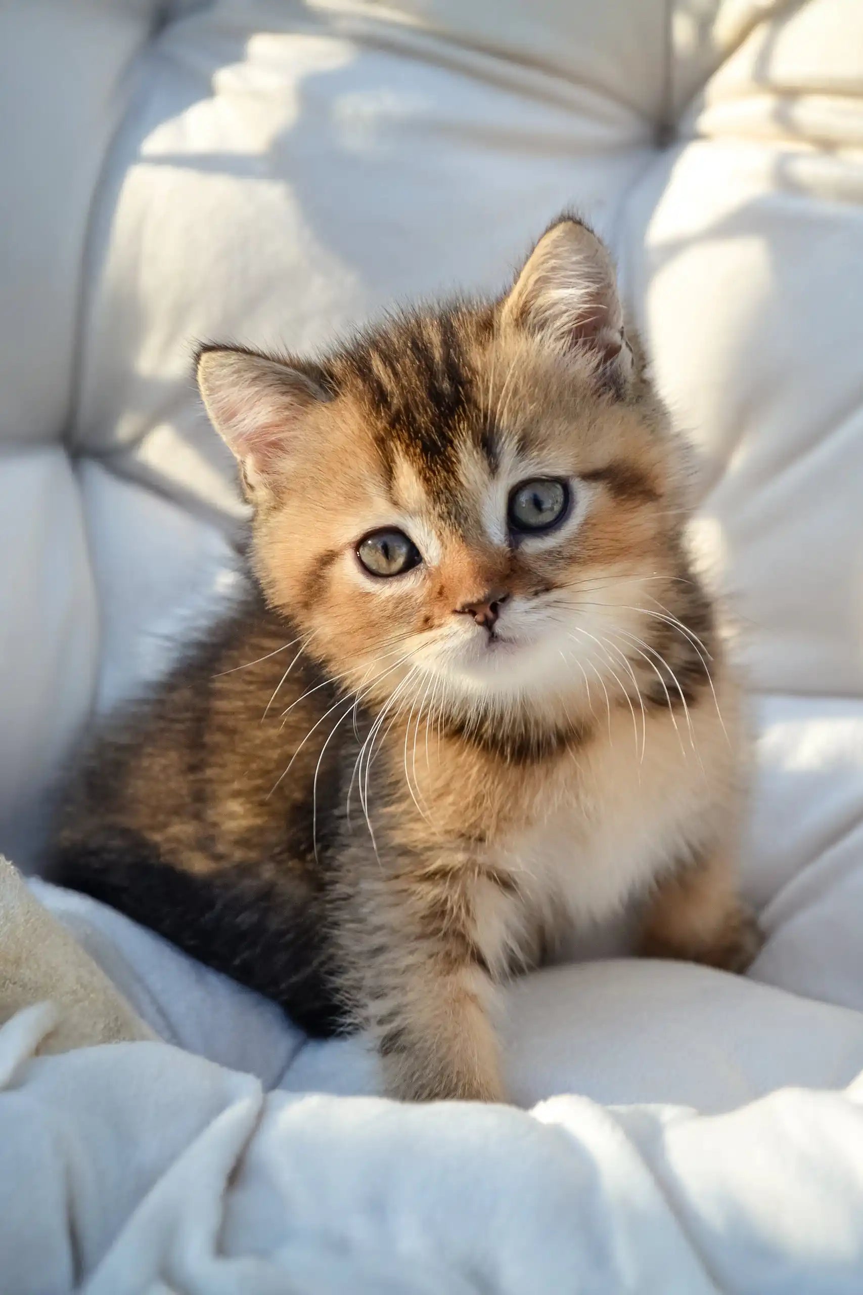 Sam the Scottish Straight Kitten with Orange Eyes