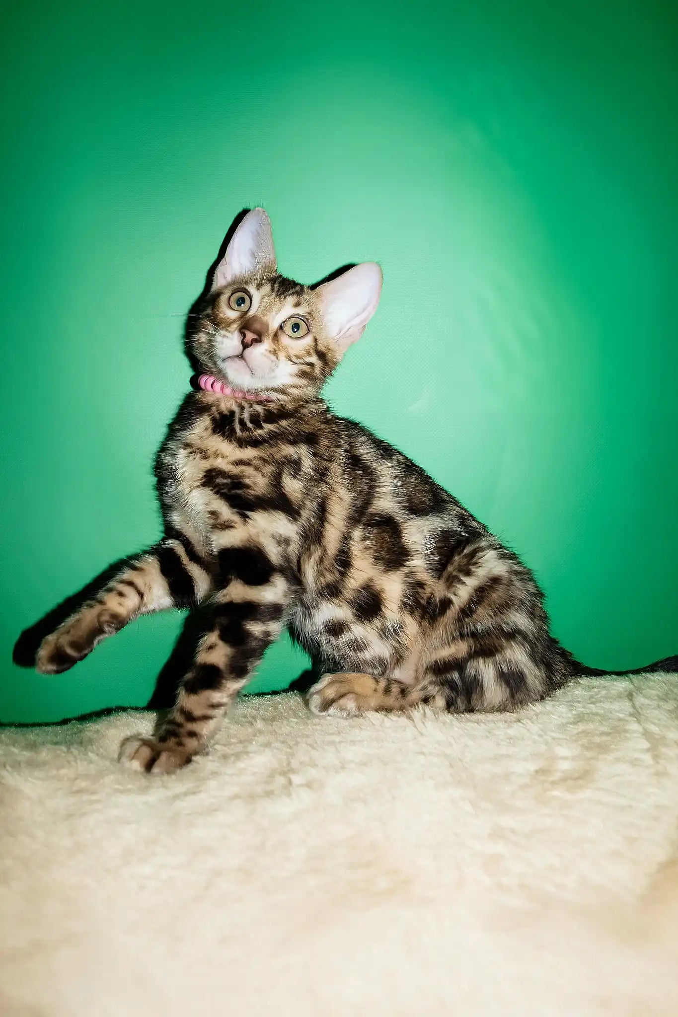 Loving Bengal Kitten Sandria with Green Eyes