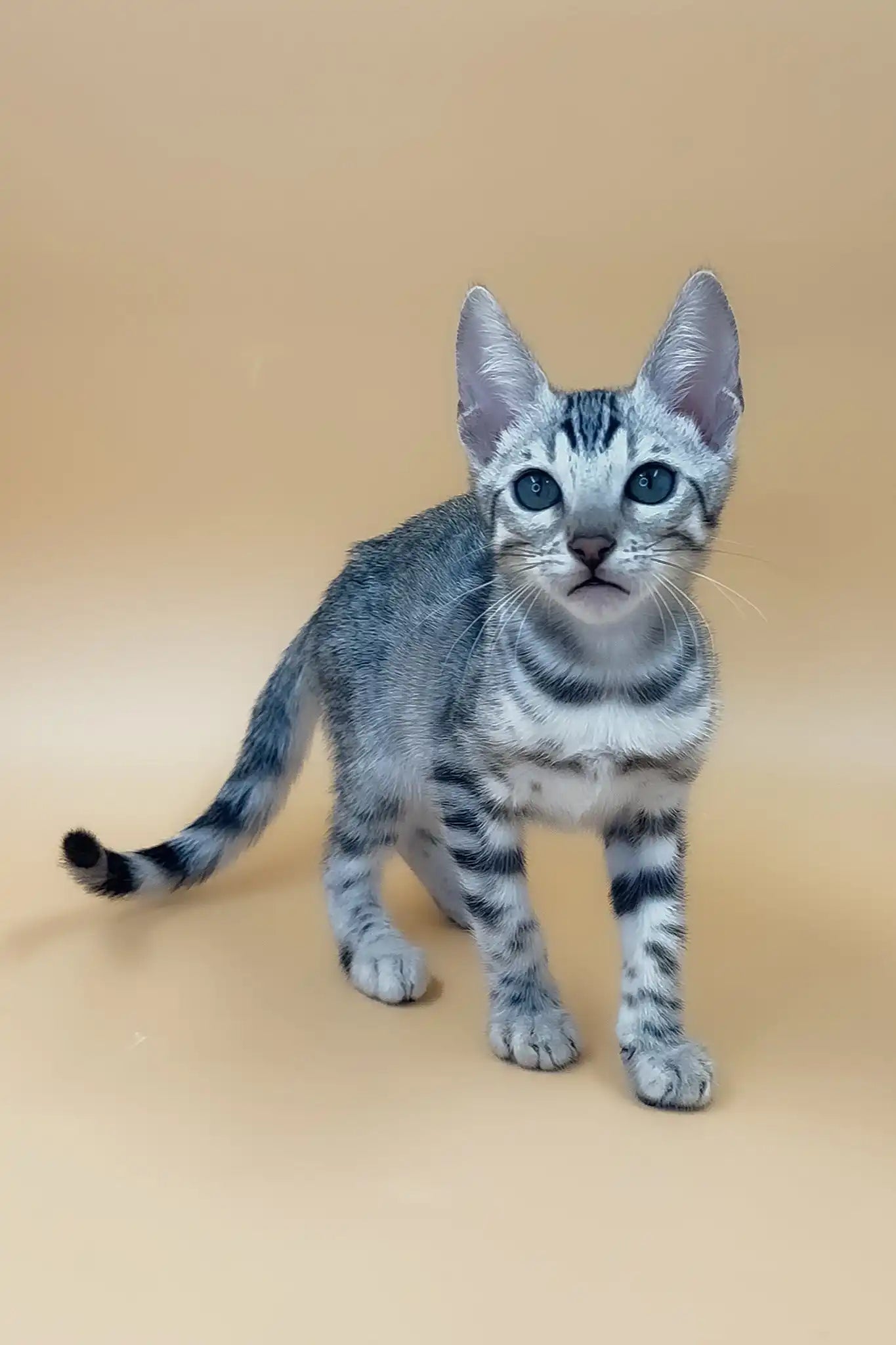 Sandra Bengal Kitten with Striking Spots & Green Eyes