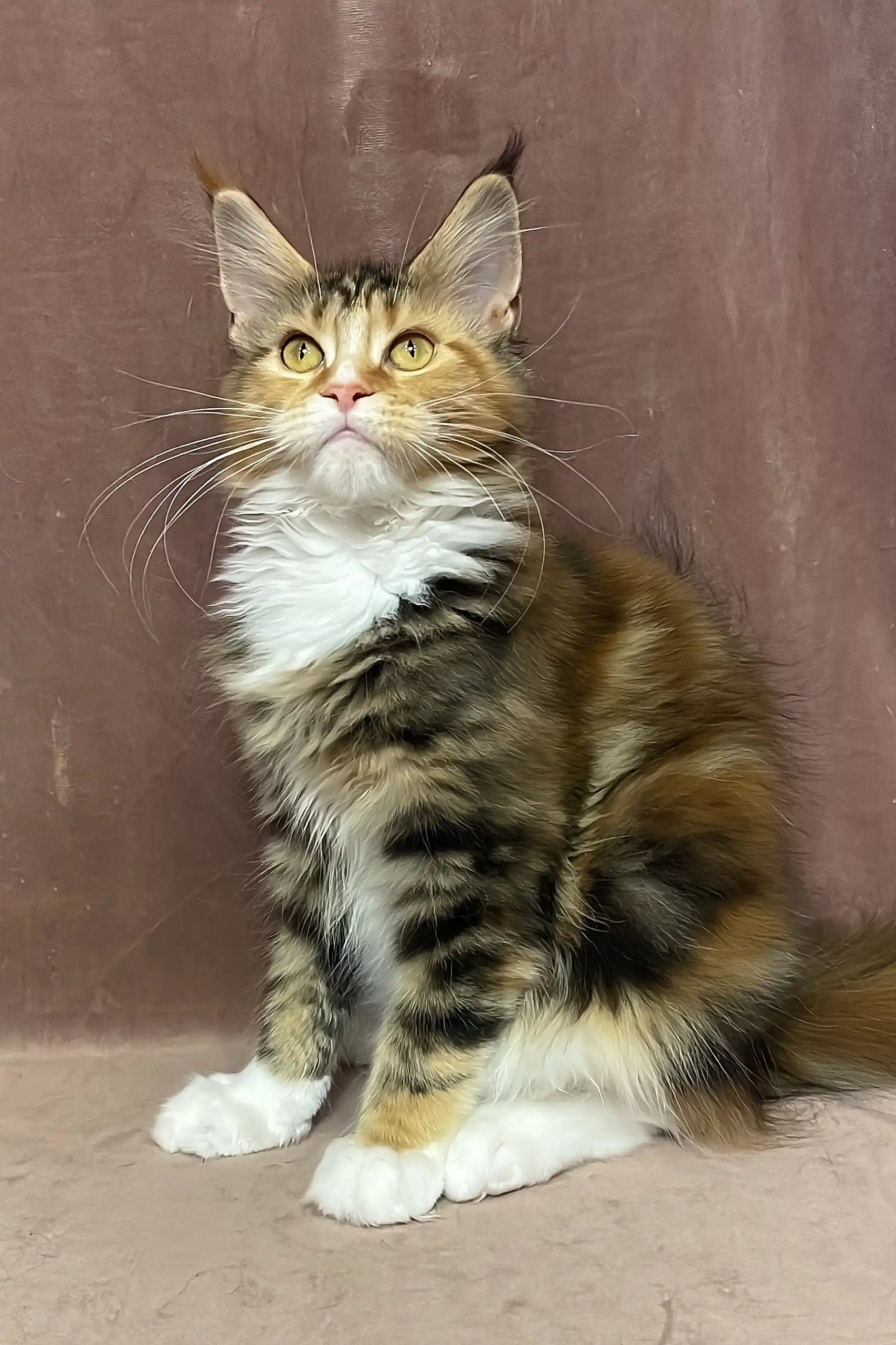 Meet Sandy: Adorable Maine Coon Kitten