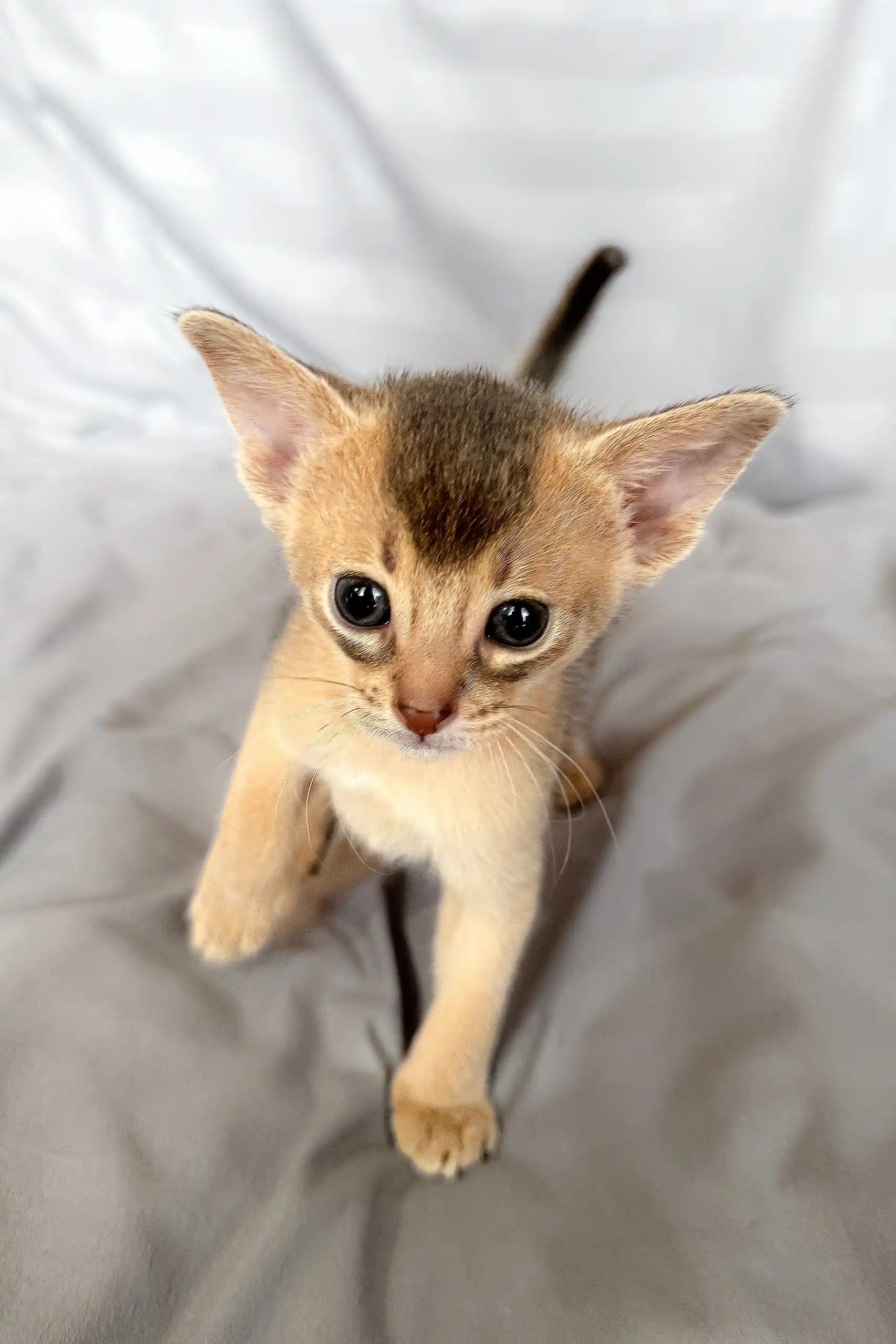 Selene Abyssinian Kitten Blue Coat Green Eyes