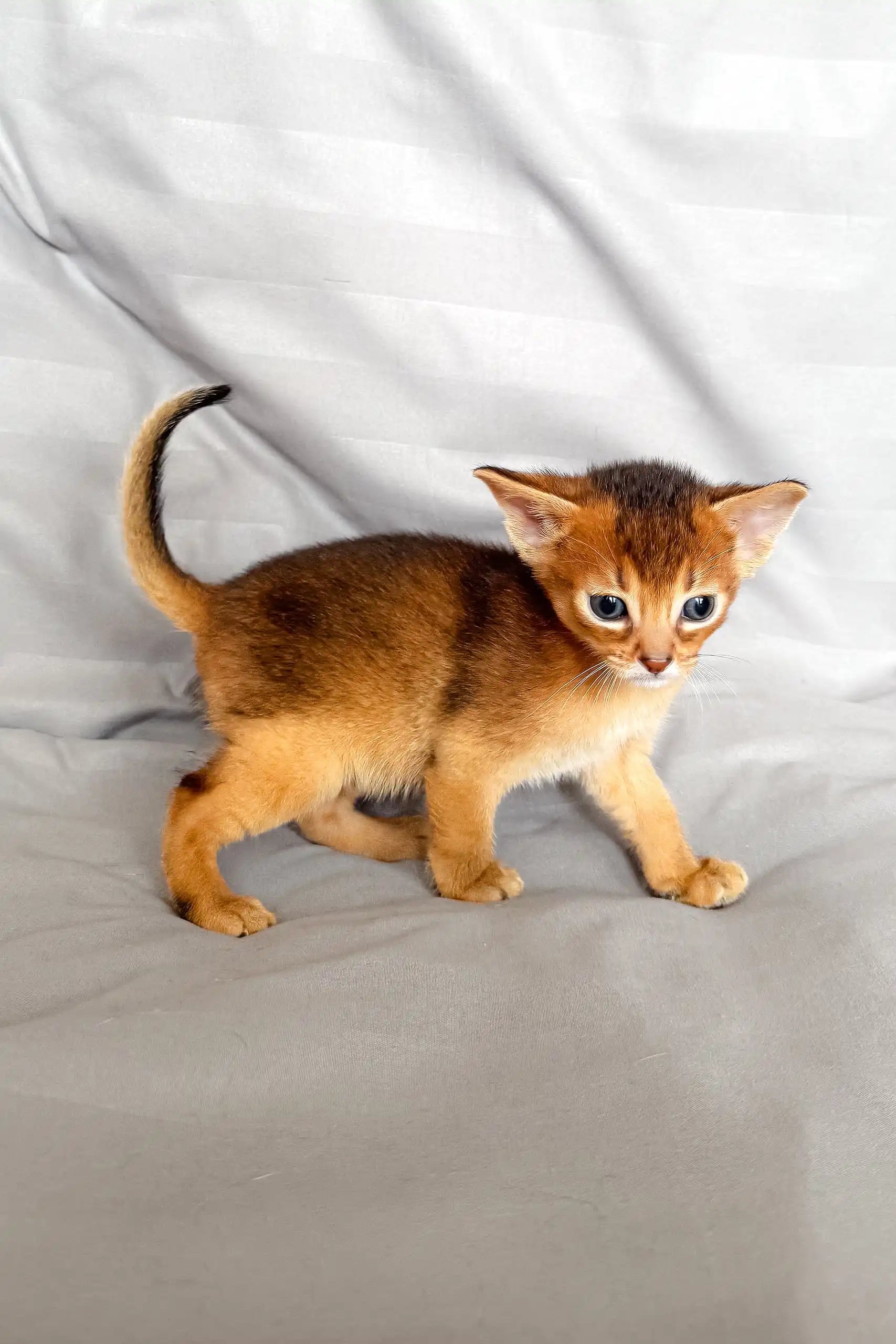 Meet Silas, the Abyssinian Kitten with Green Eyes